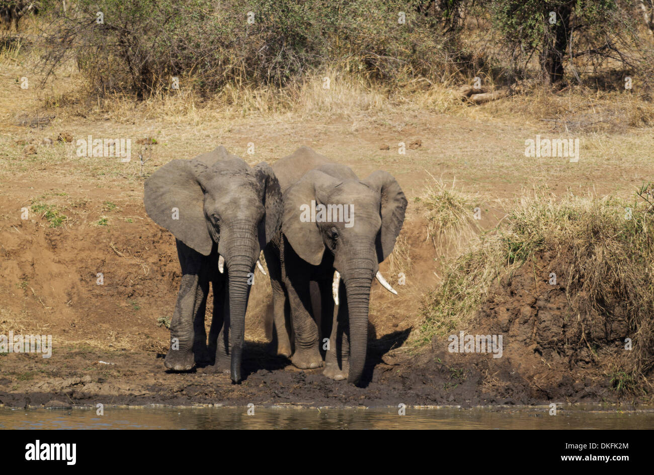 African Elephants (Loxodonta africana), two bulls standing on the bank ...