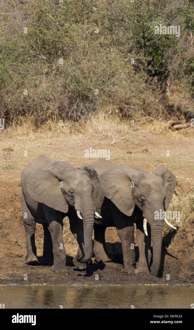 African Elephants (Loxodonta africana), two bulls standing on the bank ...
