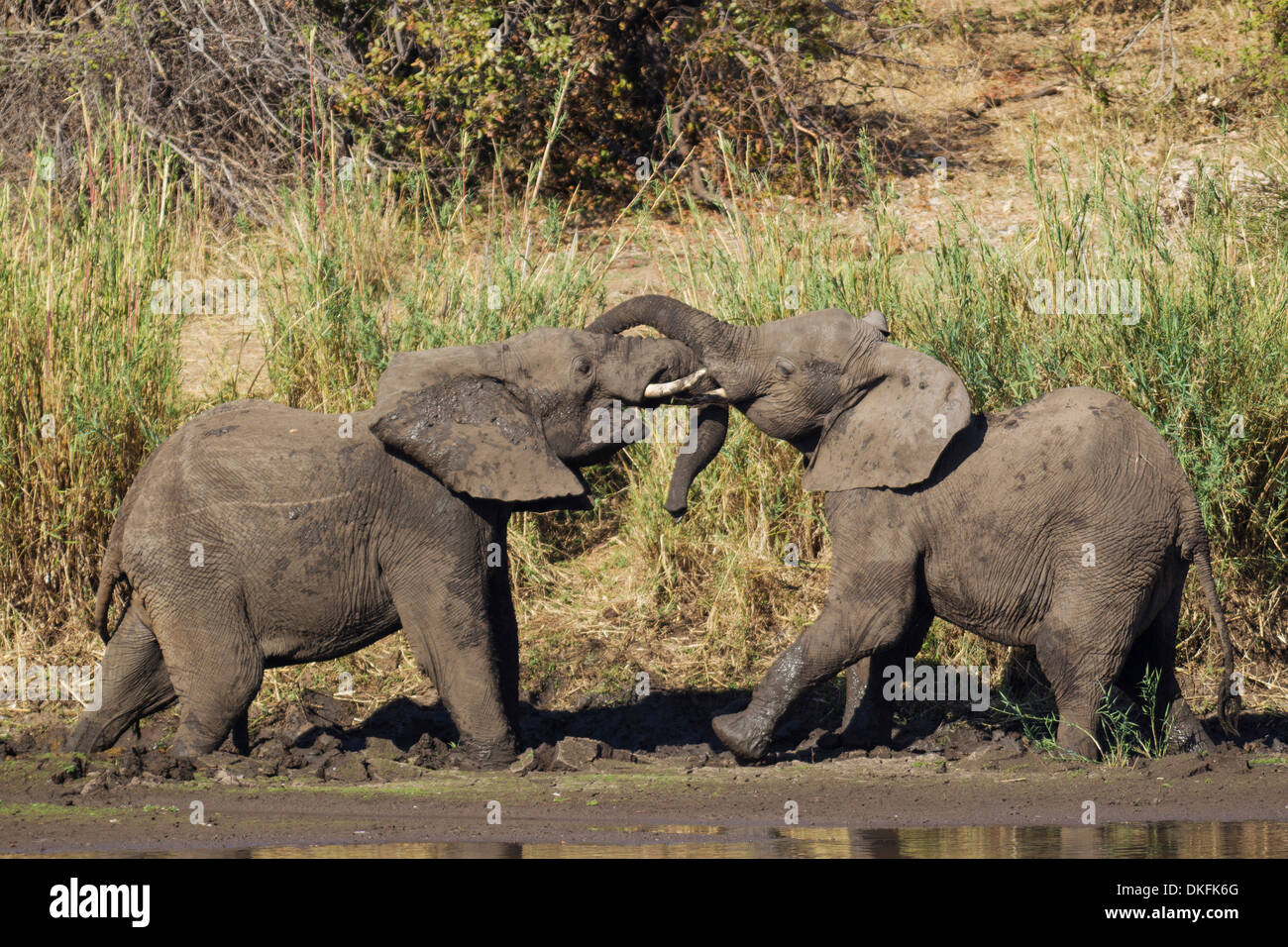 African Elephants (Loxodonta africana), two bulls fighting on the bank ...