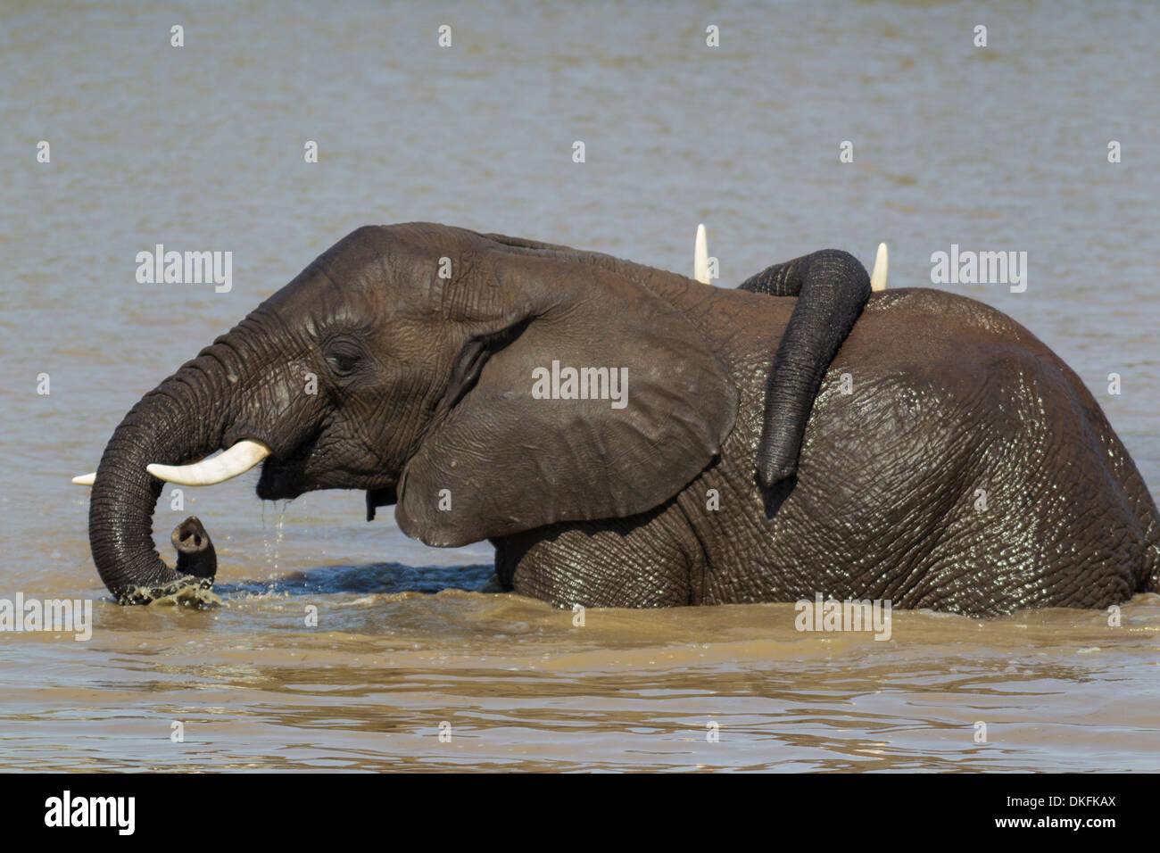 African Elephants (Loxodonta africana), two bulls in the Shingwedzi ...