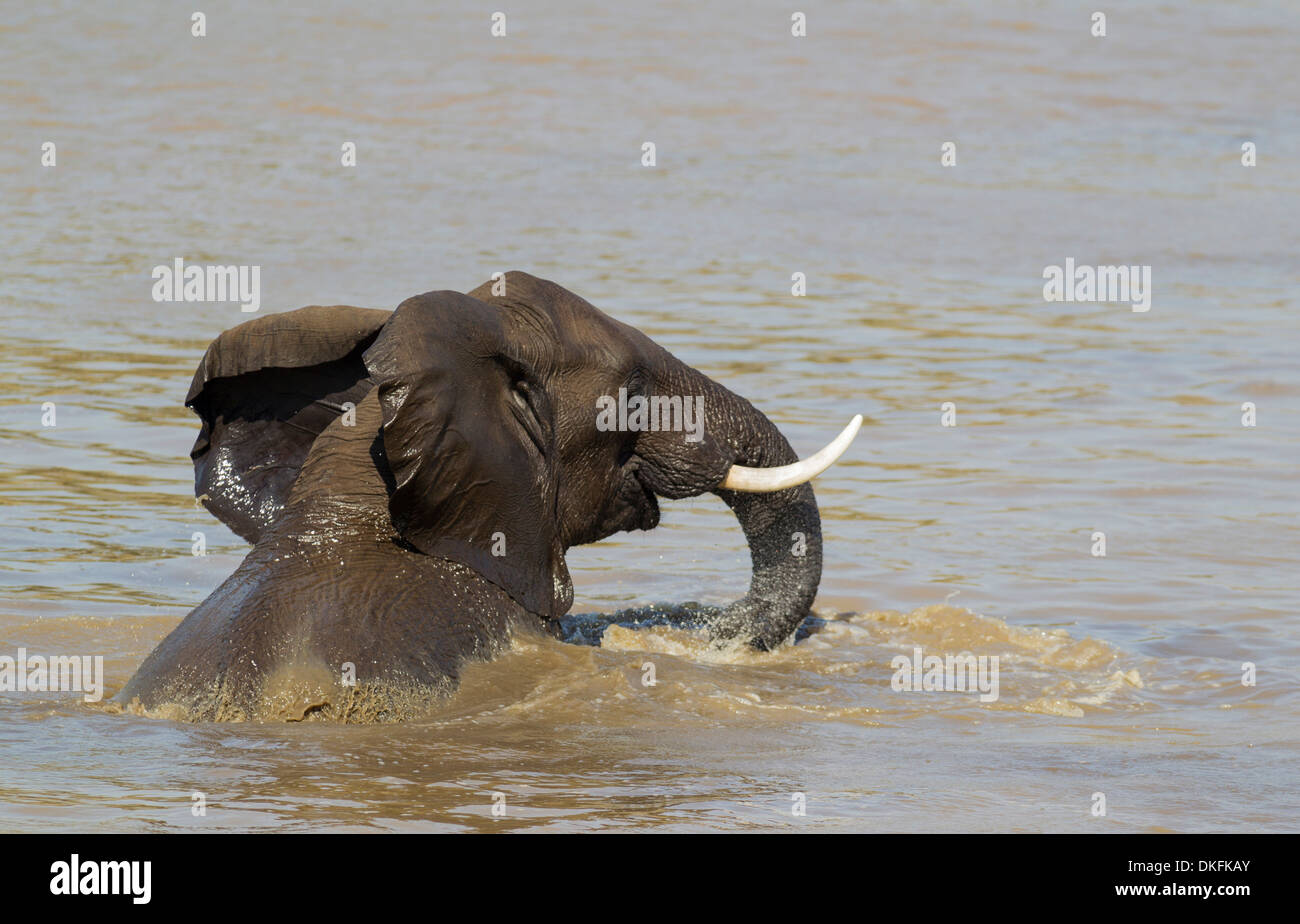 African Elephant (Loxodonta africana), bull bathing in the Shingwedzi ...