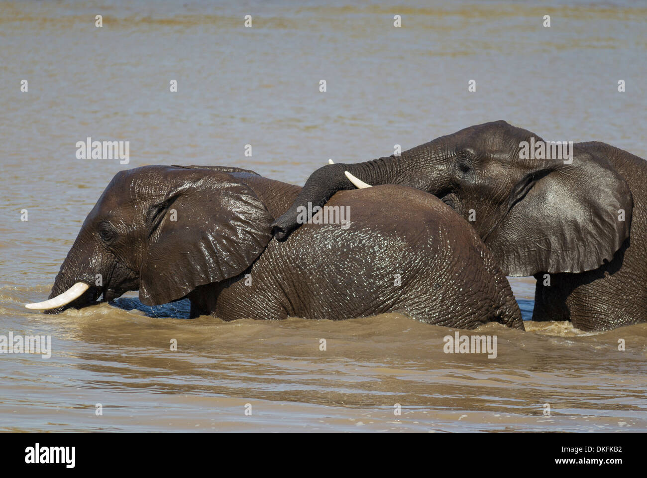 African Elephants (Loxodonta africana), two bulls in the Shingwedzi ...
