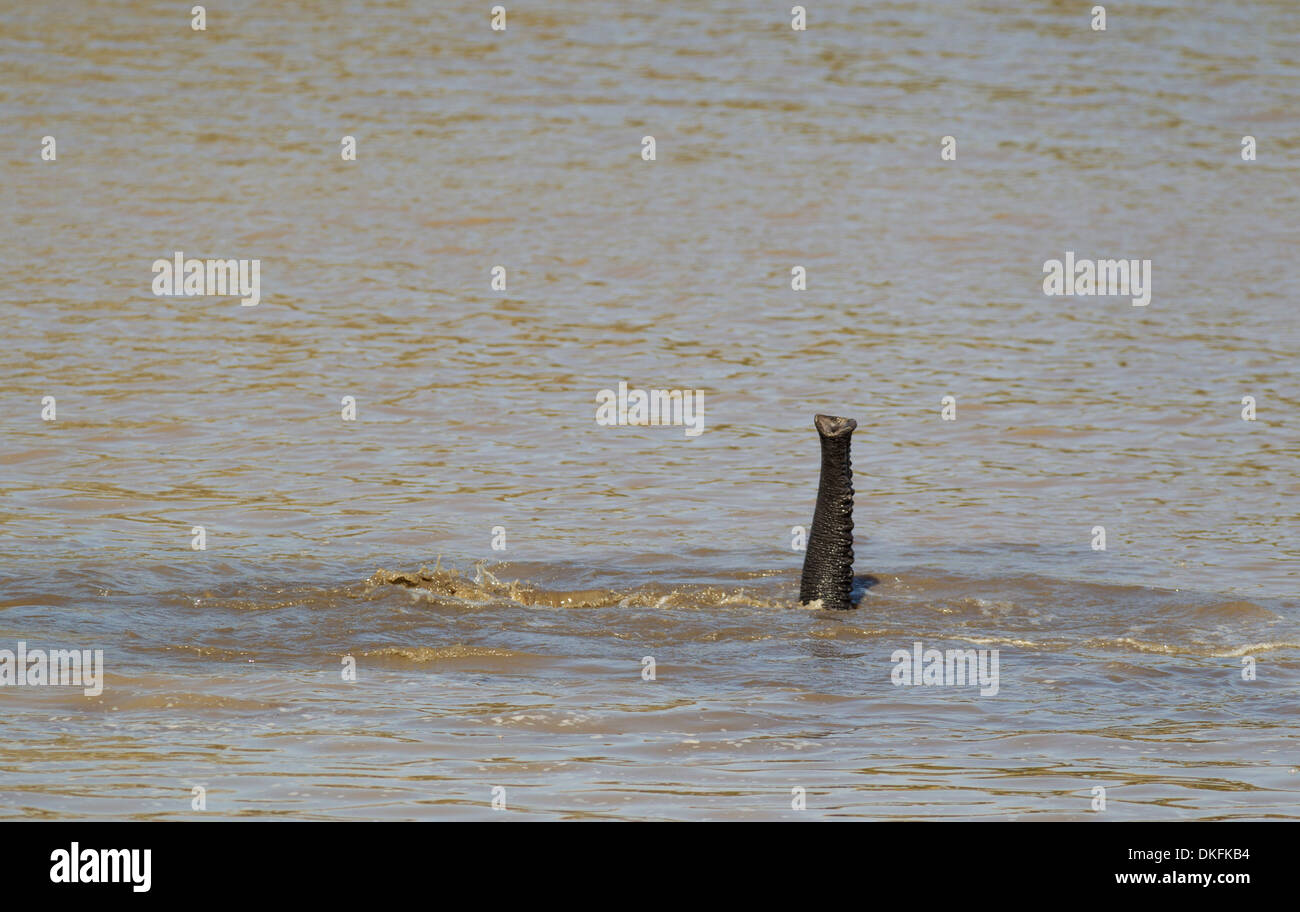 African Elephant (Loxodonta africana) bathing in the Shingwedzi River ...