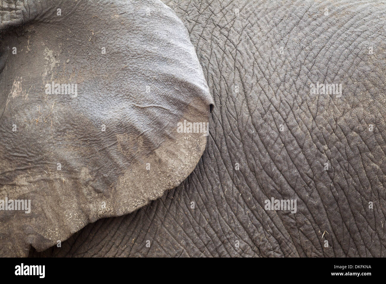 Skin flap hi-res stock photography and images - Alamy