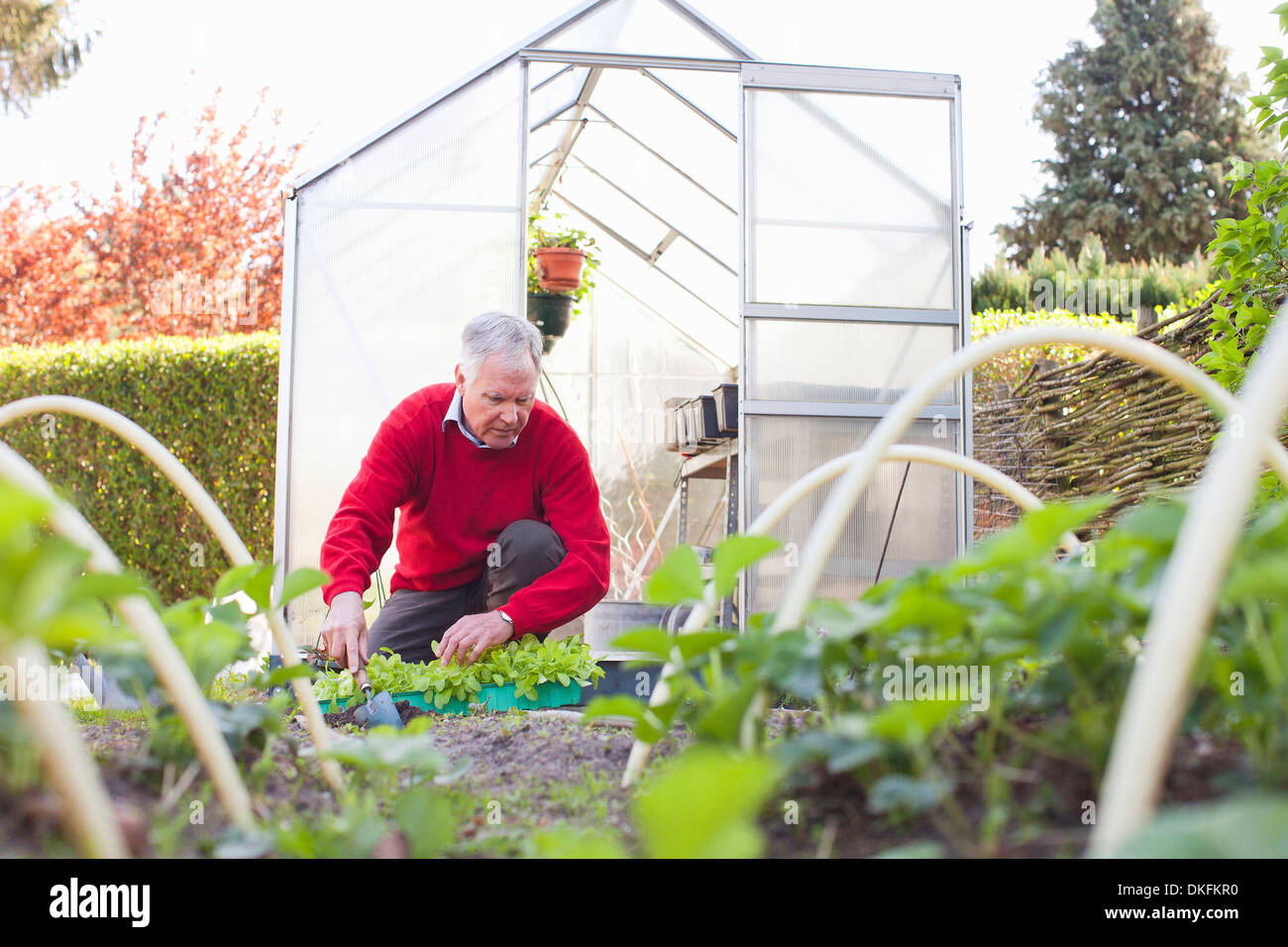 Old man planting hi-res stock photography and images - Alamy