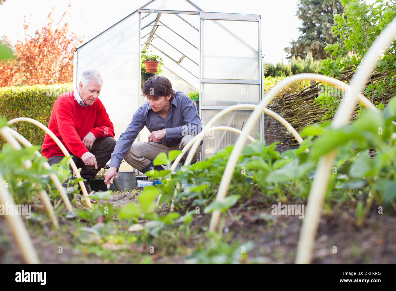 Father and adult son planting in garden Stock Photo - Alamy