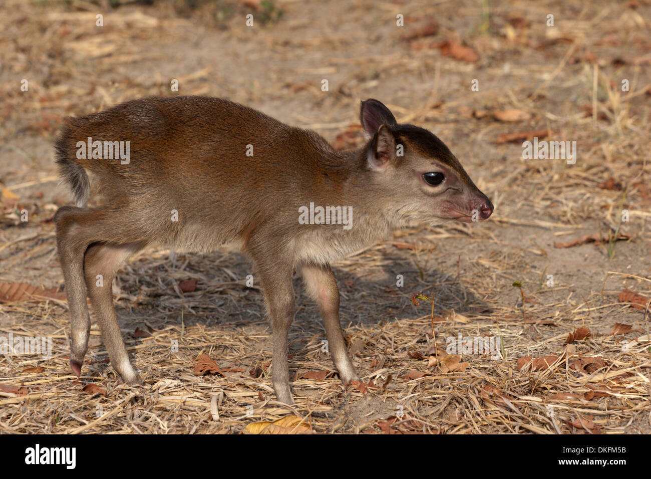 common duiker small deer like antelope Africa Guinea baby duiker Stock ...