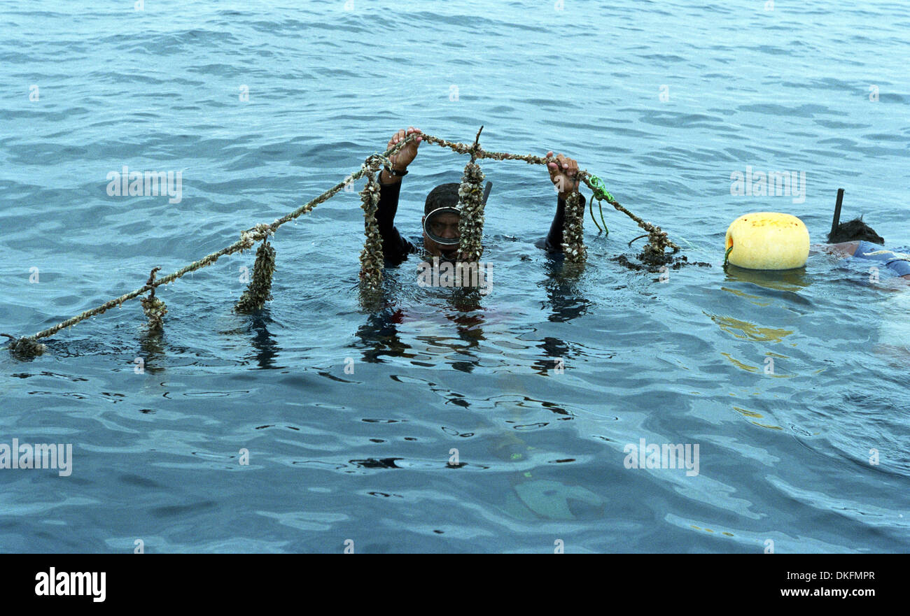 Pearl diver hi-res stock photography and images - Alamy