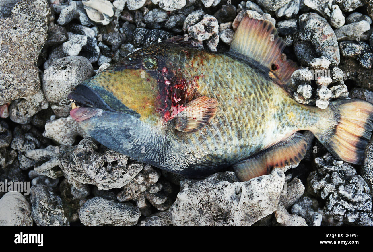 Triggerfish. Raroia, French Polynesia Stock Photo - Alamy