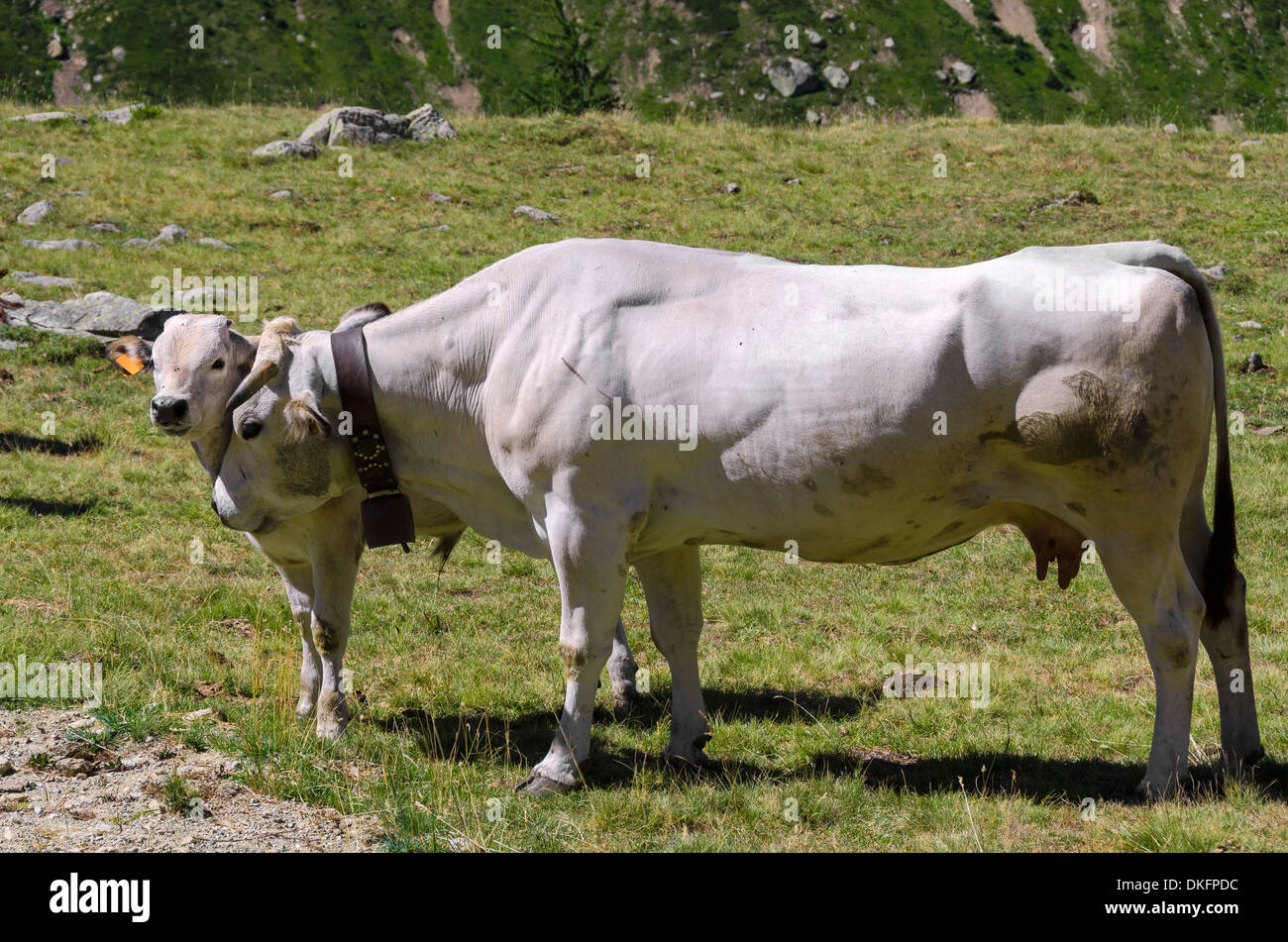 Piedmont cows hi-res stock photography and images - Alamy