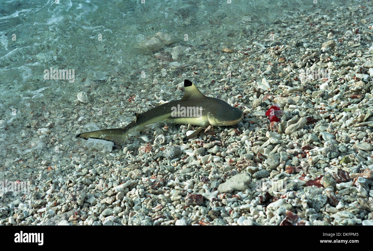 Caught in the raroia island hi-res stock photography and images - Alamy