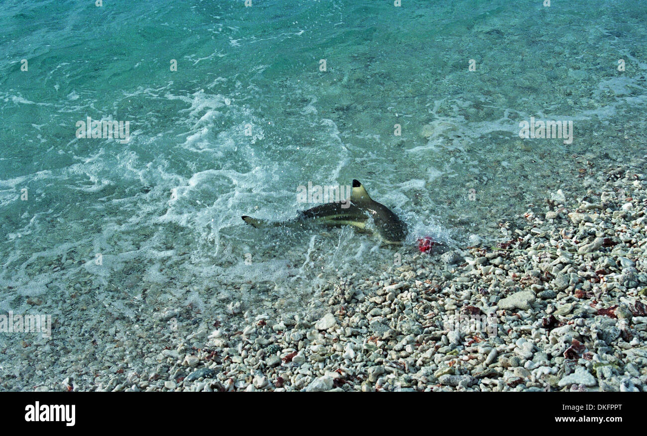 Two polynesian fishing shark. Raroia. Polynesia Stock Photo - Alamy