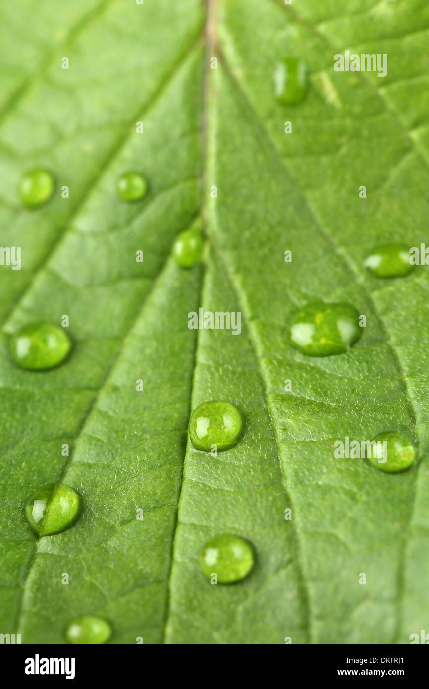 Closeup wet leaves plants hi-res stock photography and images - Alamy