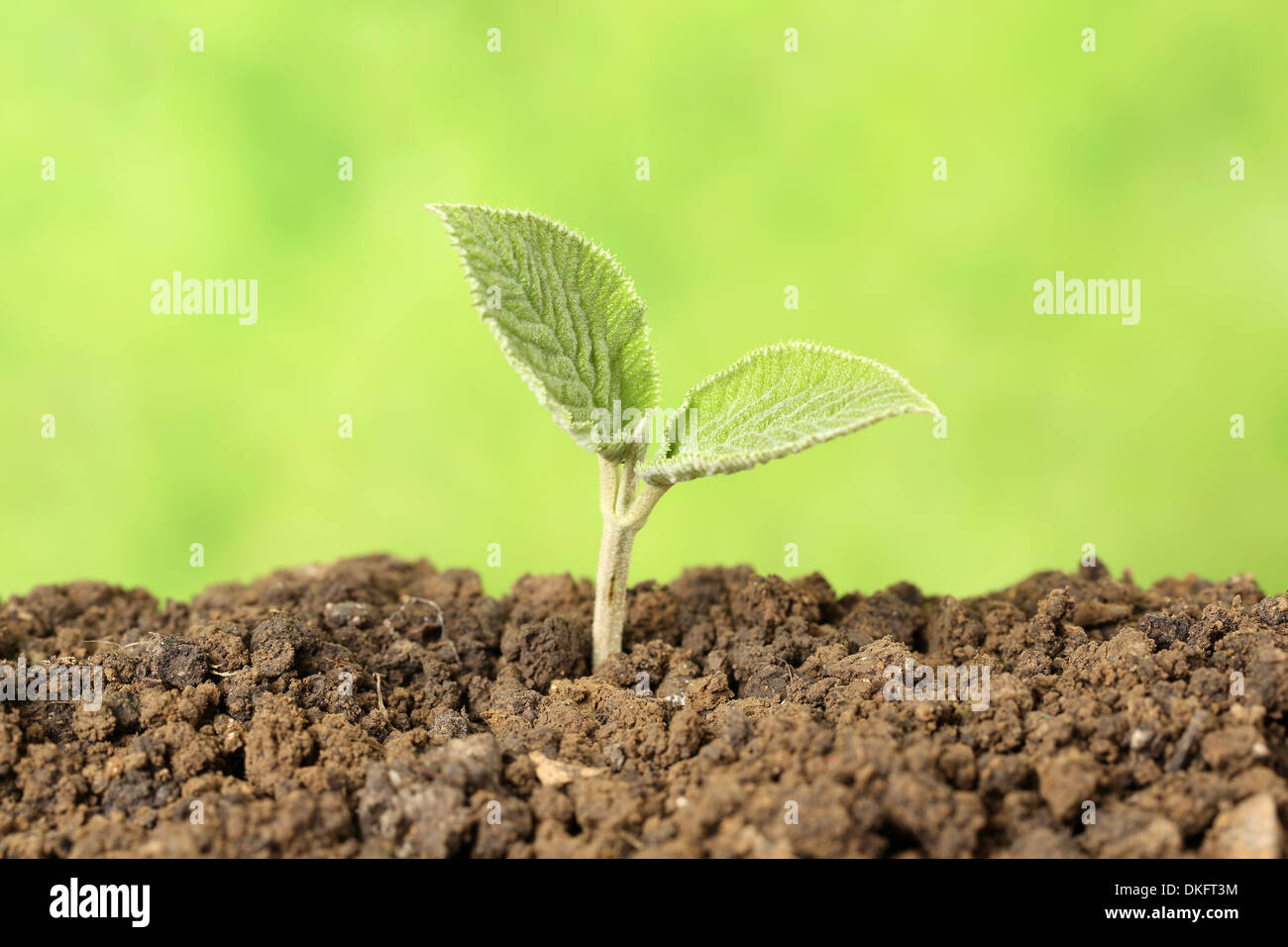 New plant growing hi-res stock photography and images - Alamy