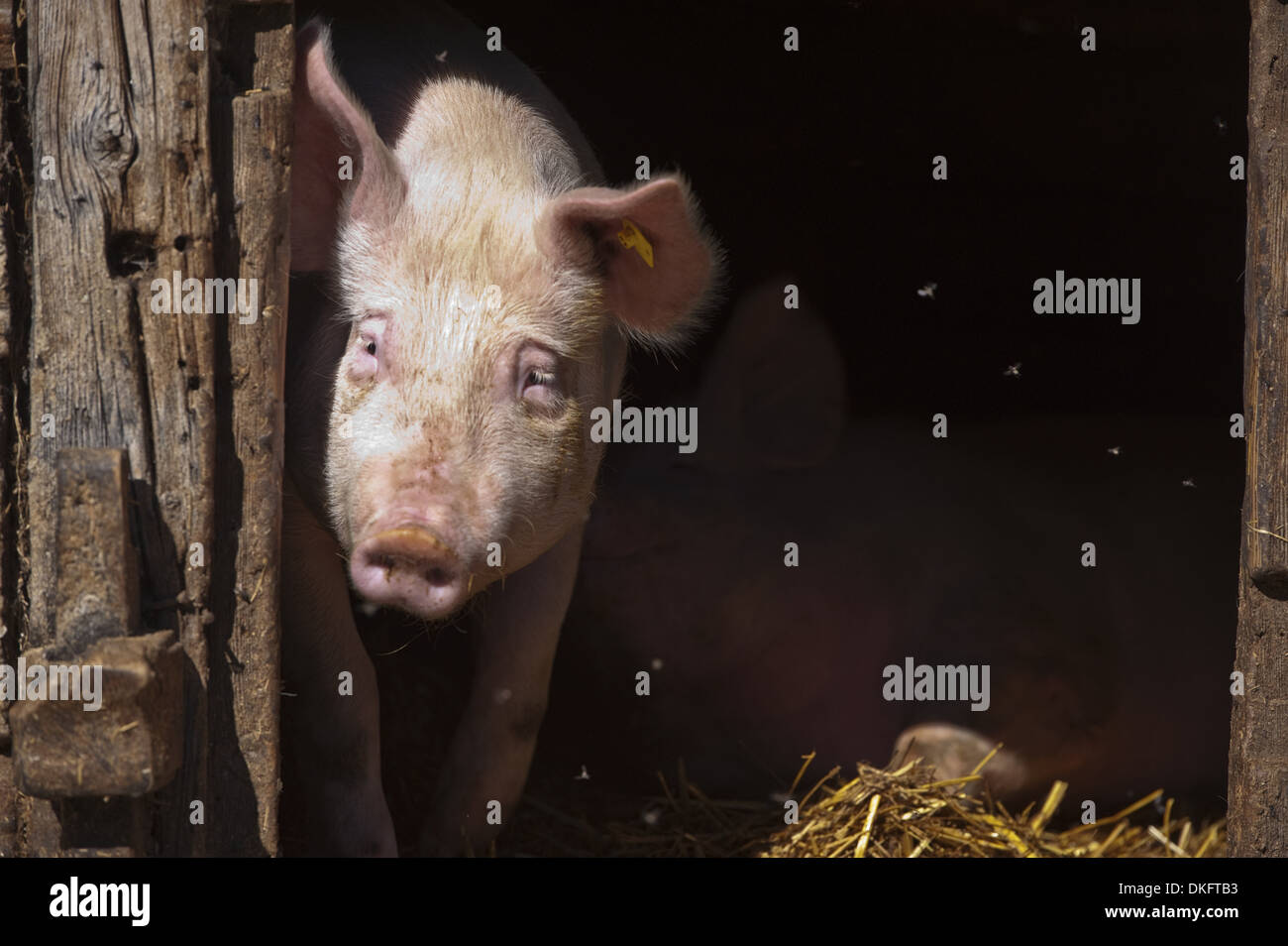 Pig Farming Sty High Resolution Stock Photography and Images - Alamy