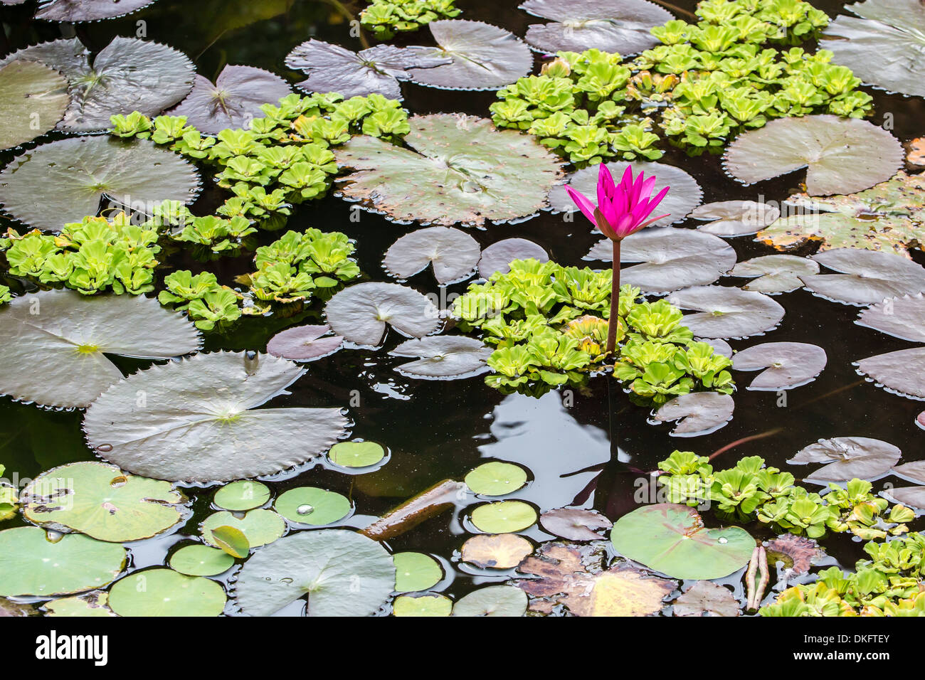 Water-lilies, Nymphaea spp, in Phnom Penh, along the Mekong River ...