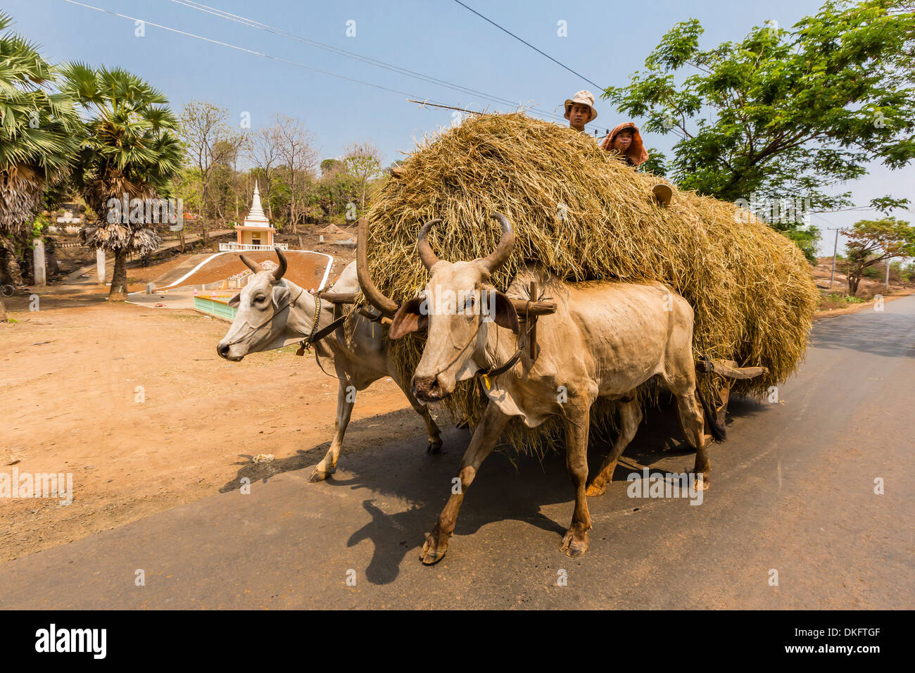 Oxen drawn cart hi-res stock photography and images - Alamy