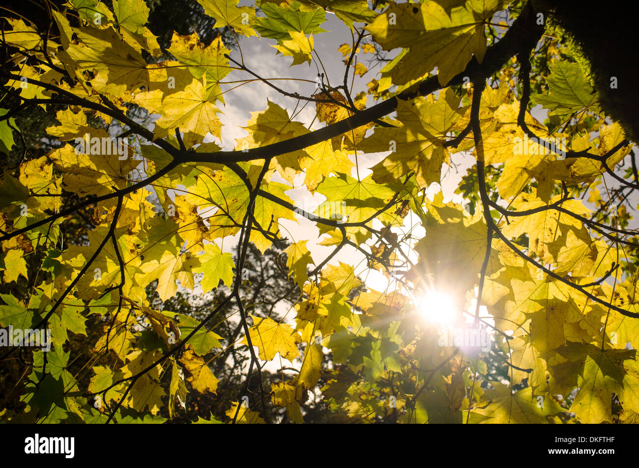 Tree trees trees no one landscapes nature outdoors fall leaves hi-res ...