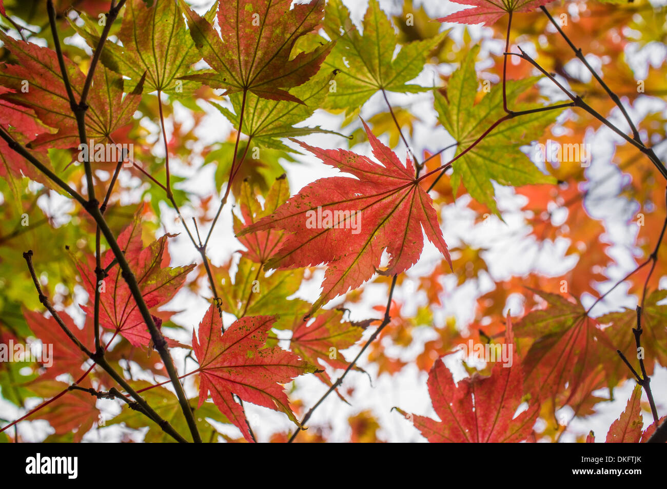 Tree trees trees no one landscapes nature outdoors fall leaves hi-res ...