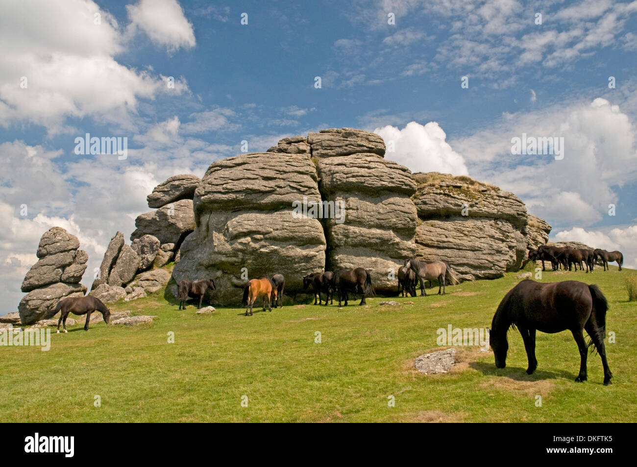 Dartmoor ponies on Saddle Tor Stock Photo - Alamy
