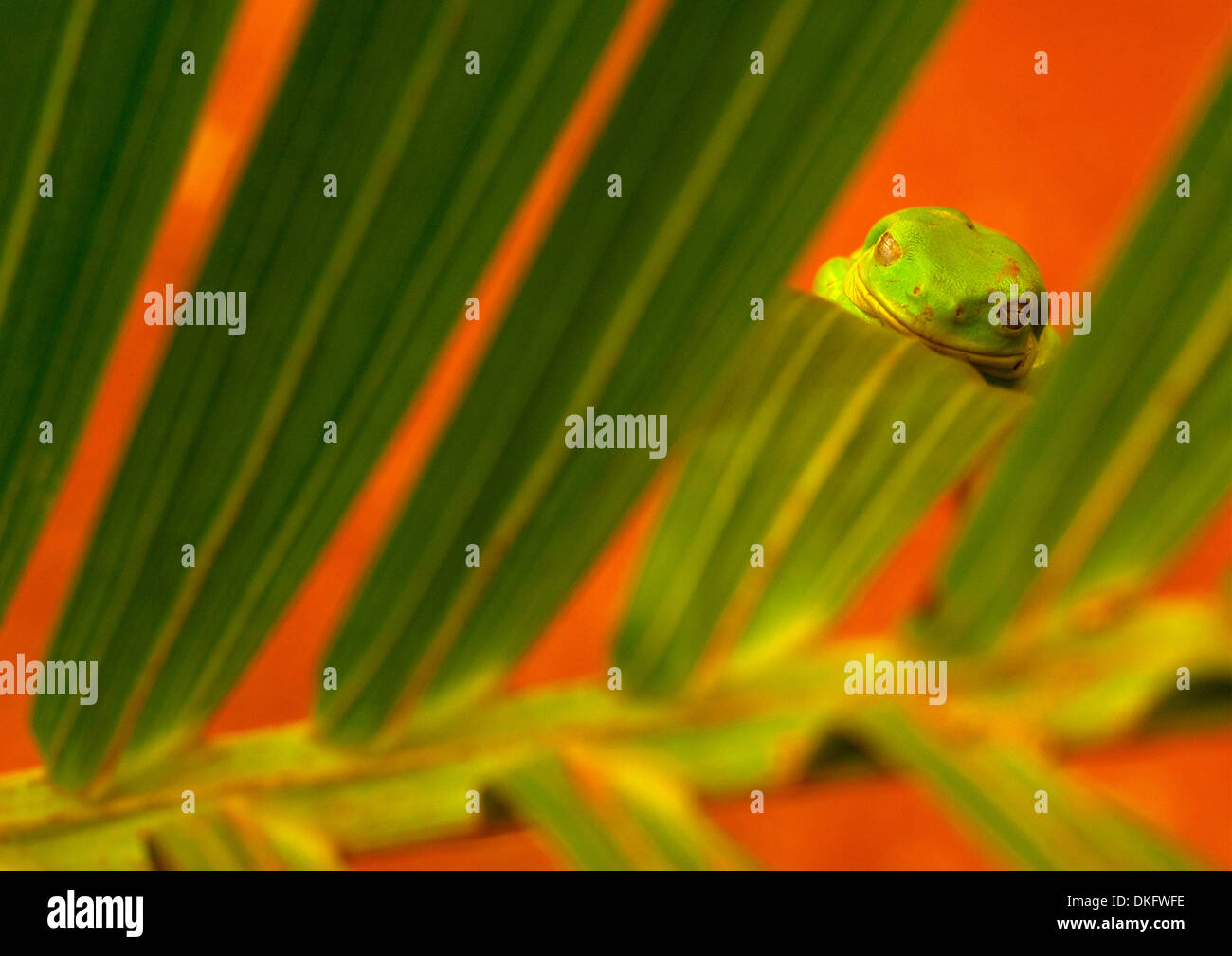 Australia rainforest frog hi-res stock photography and images - Alamy