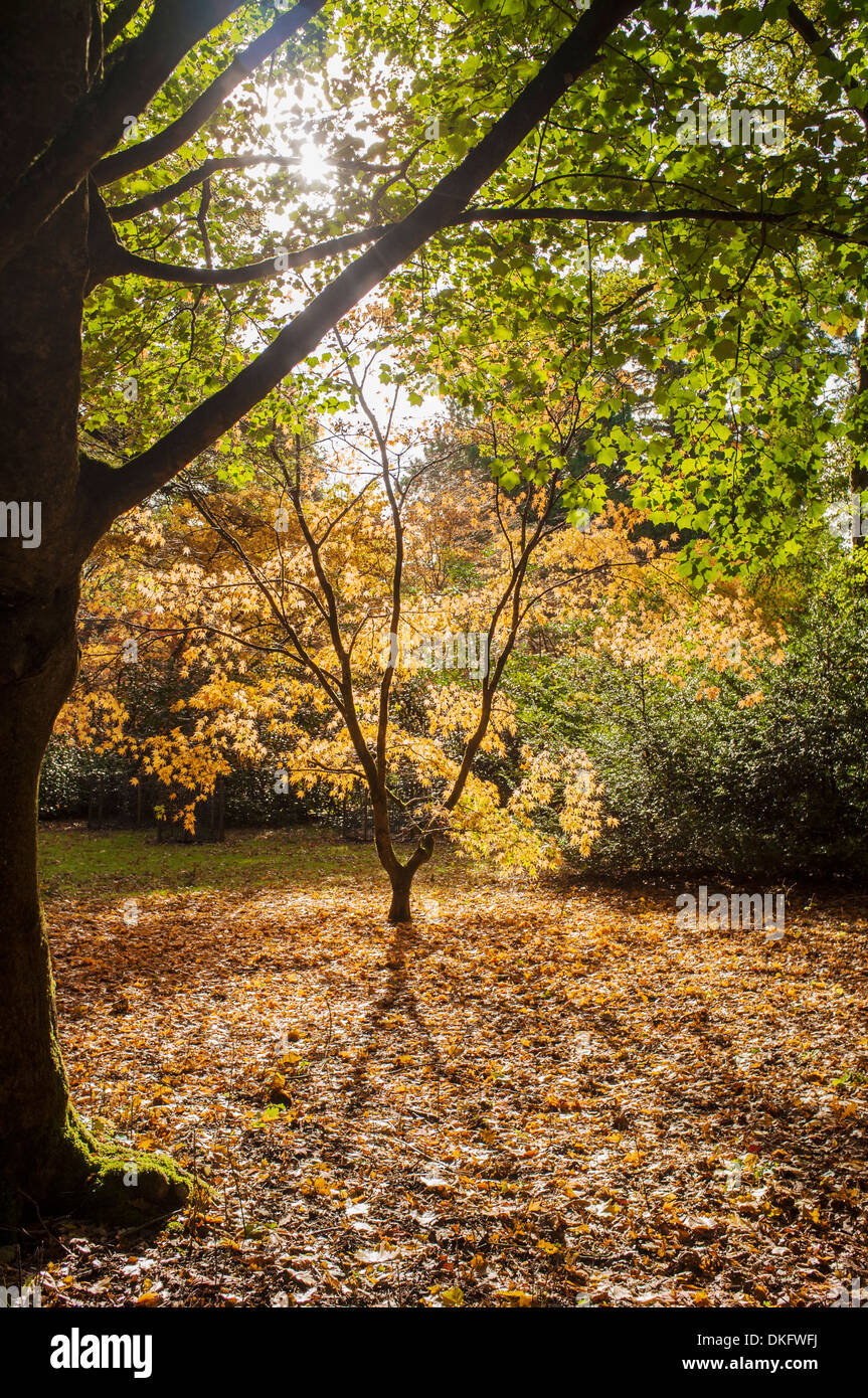 Copse trees in autumn colours hi-res stock photography and images - Alamy
