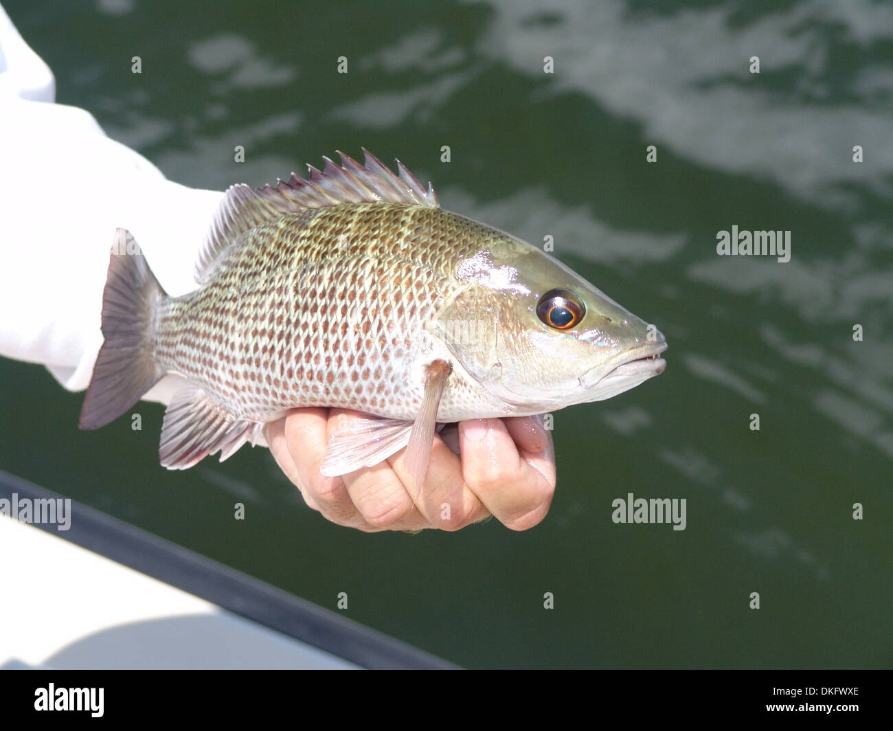 Mangrove snapper High Resolution Stock Photography and Images - Alamy