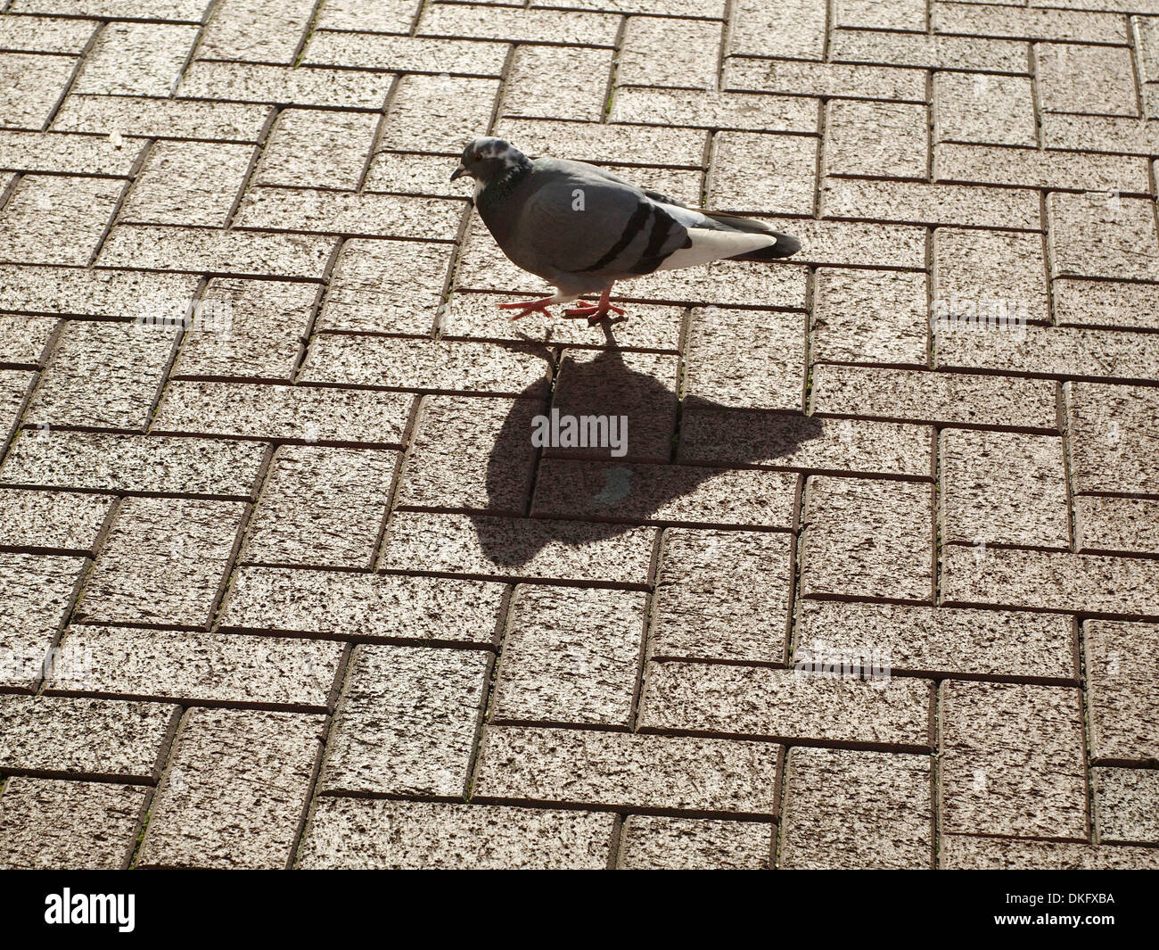 Pigeon shadow hi-res stock photography and images - Alamy