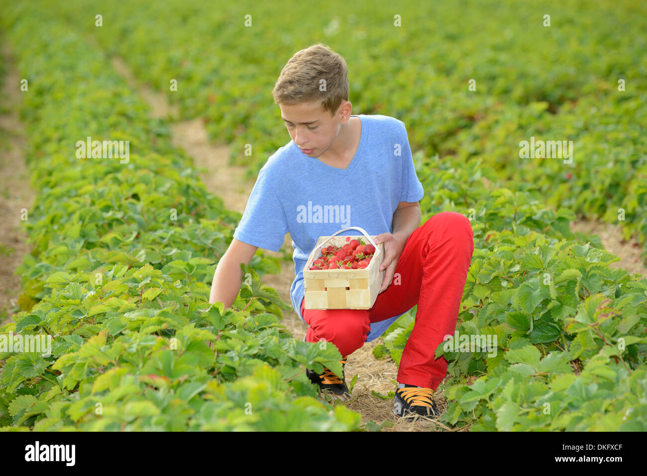 Teenage boy picking strawberries in field Stock Photo - Alamy