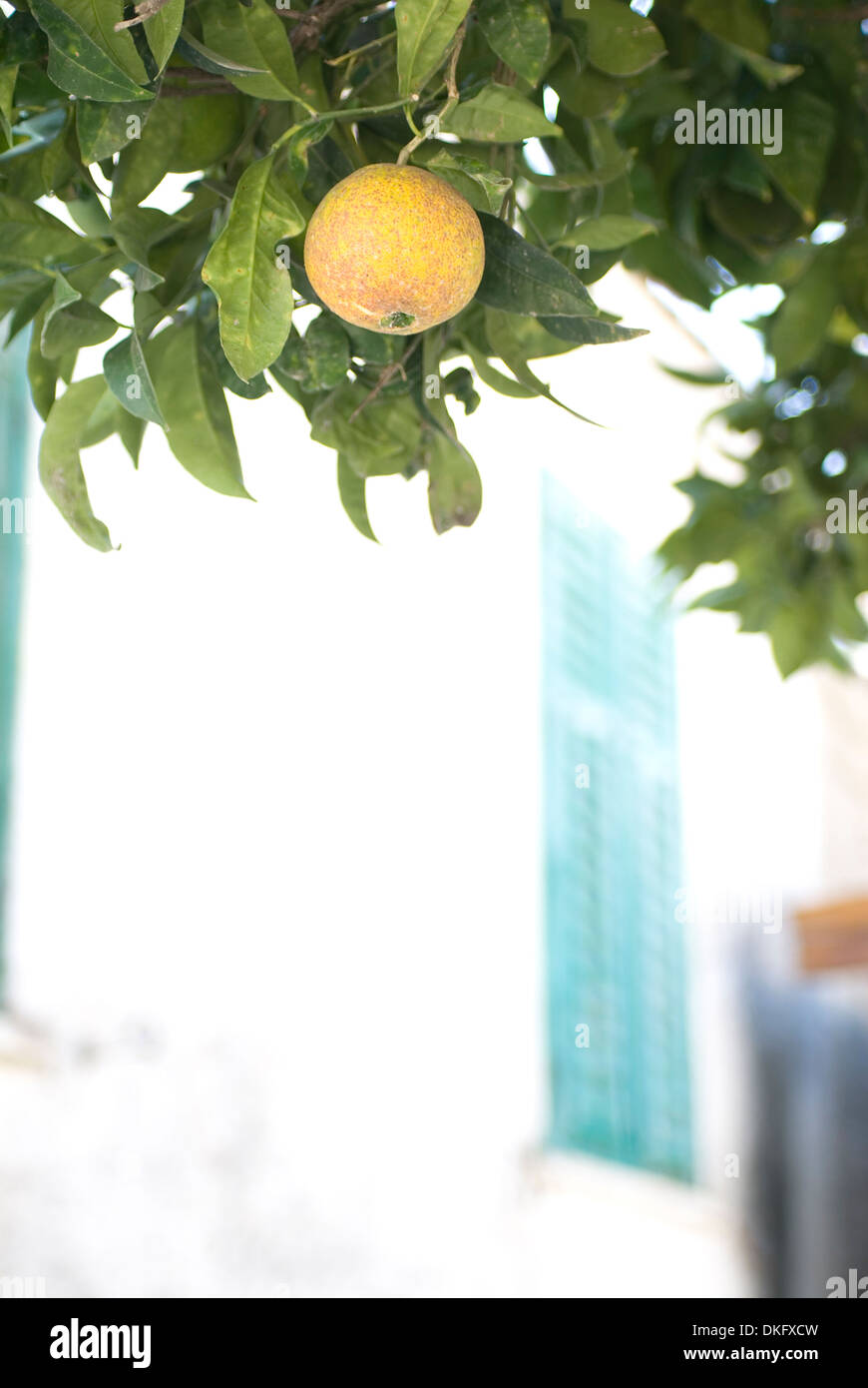 Orange tree in greece hi-res stock photography and images - Alamy