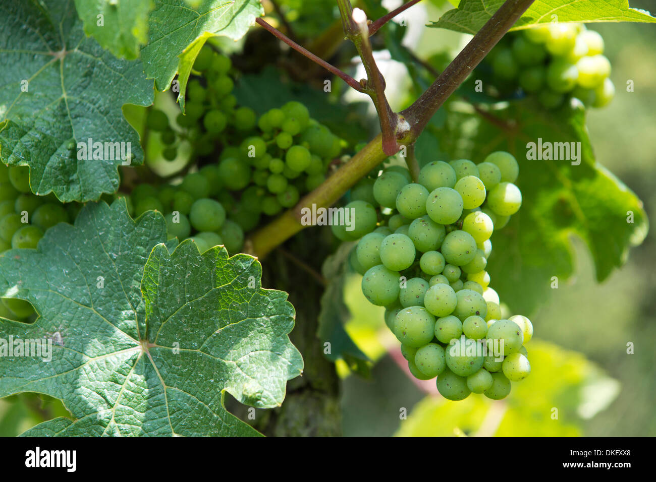 Riesling grapes hi-res stock photography and images - Alamy