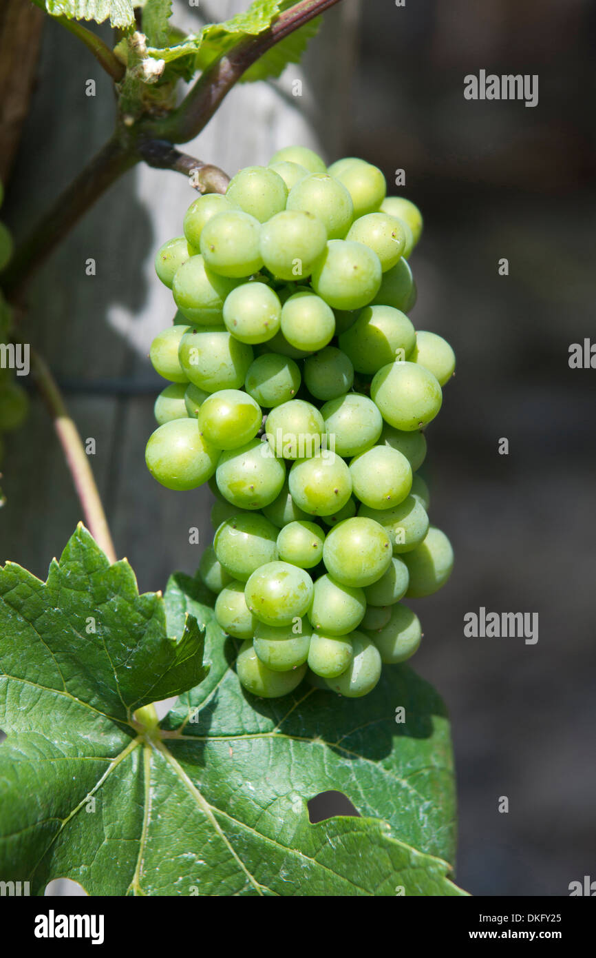 Riesling Grapes High Resolution Stock Photography and Images - Alamy