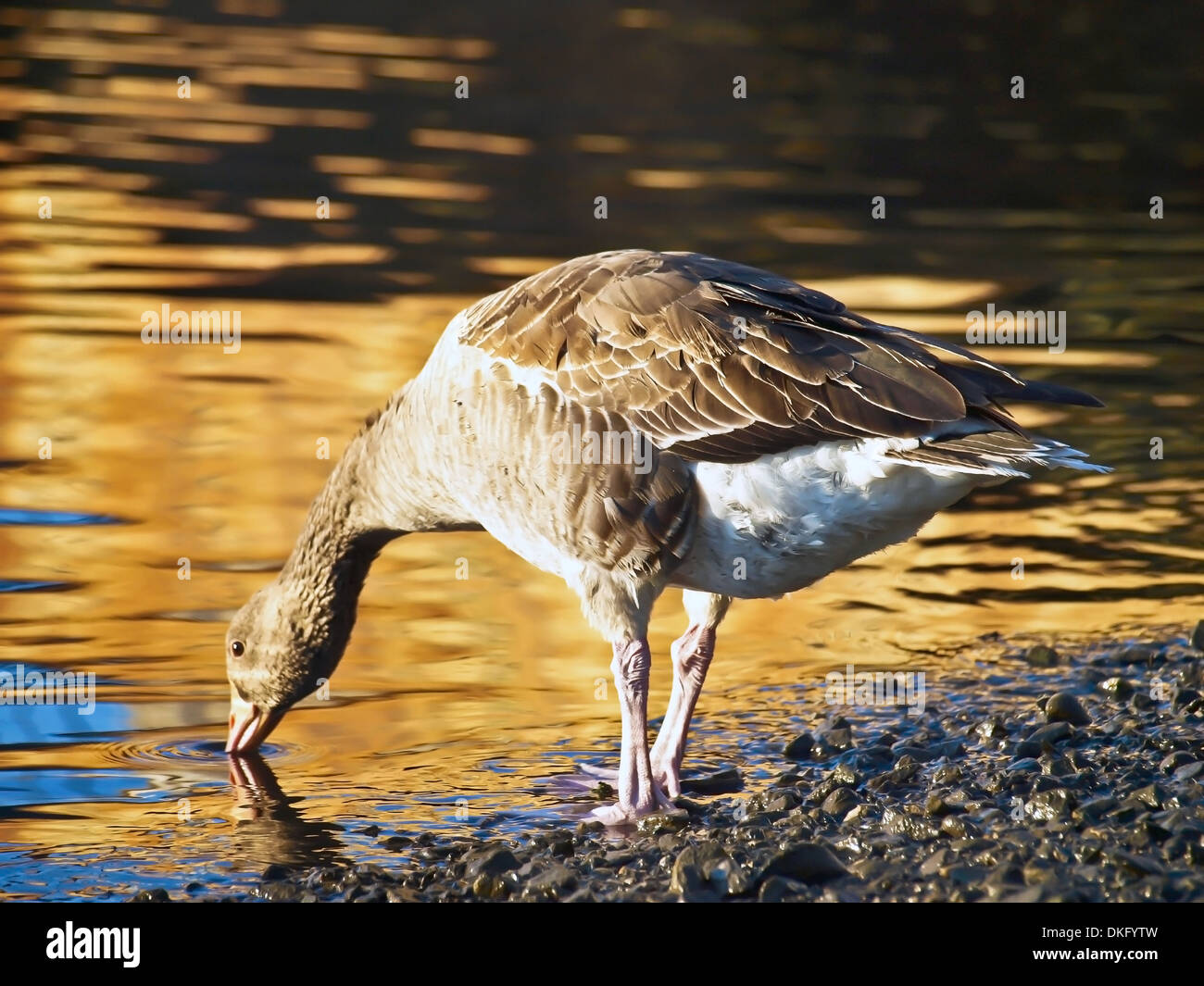 Water and brown duck hi-res stock photography and images - Alamy