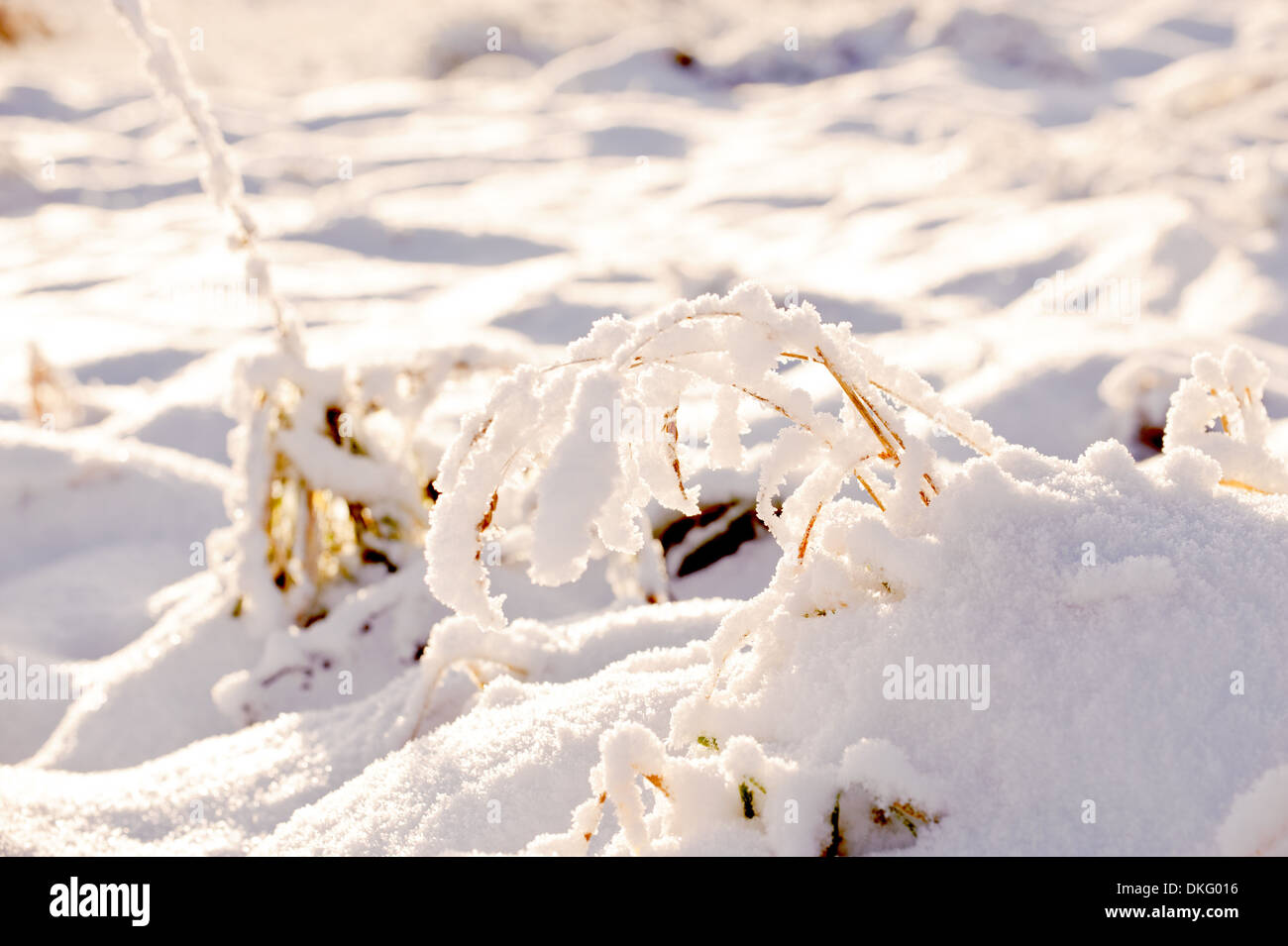 Grass covered with snow Stock Photo - Alamy