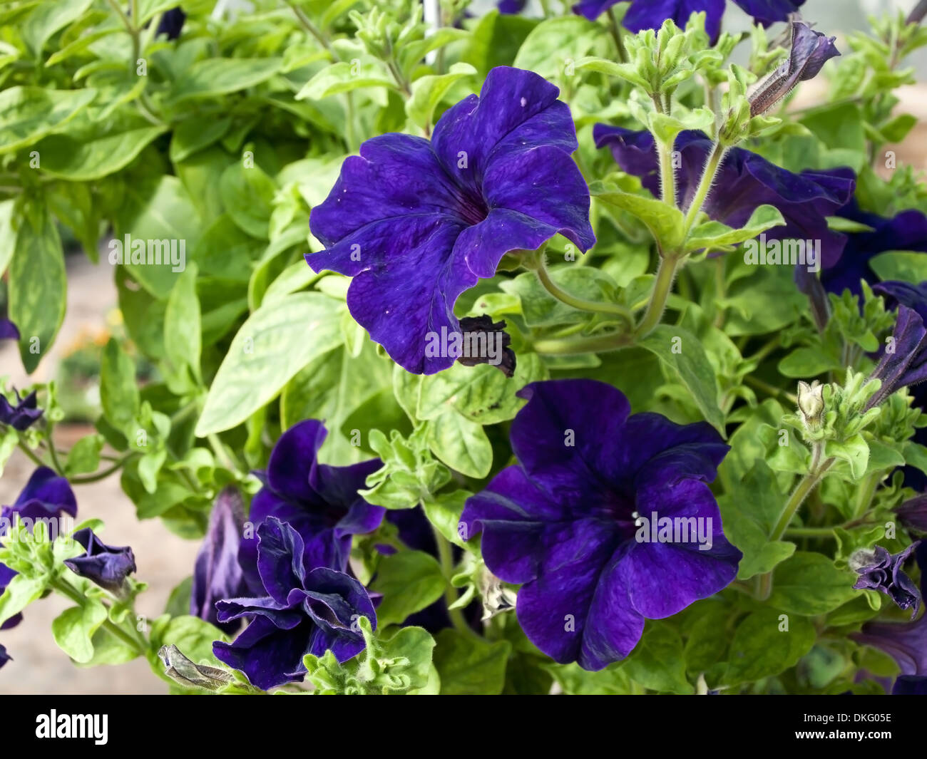 Petunia flowers hi-res stock photography and images - Alamy