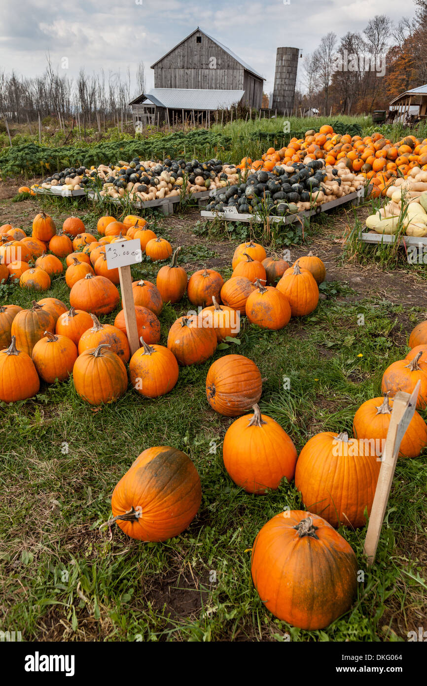 Plentiful pumpkin and squash harvest in Mohawk Valley of New York State ...