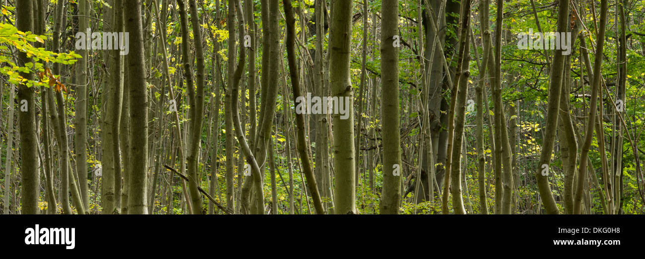 young beech trees in hainich national park near bad langensalza ...