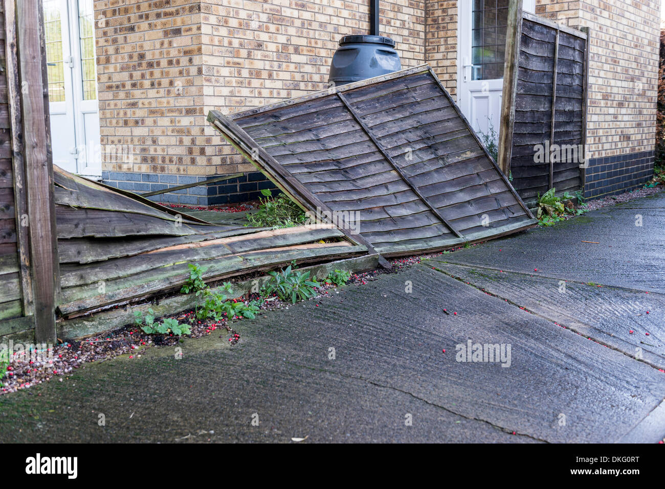 A wooden garden fence blown over in storm gale force winds in Britain ...