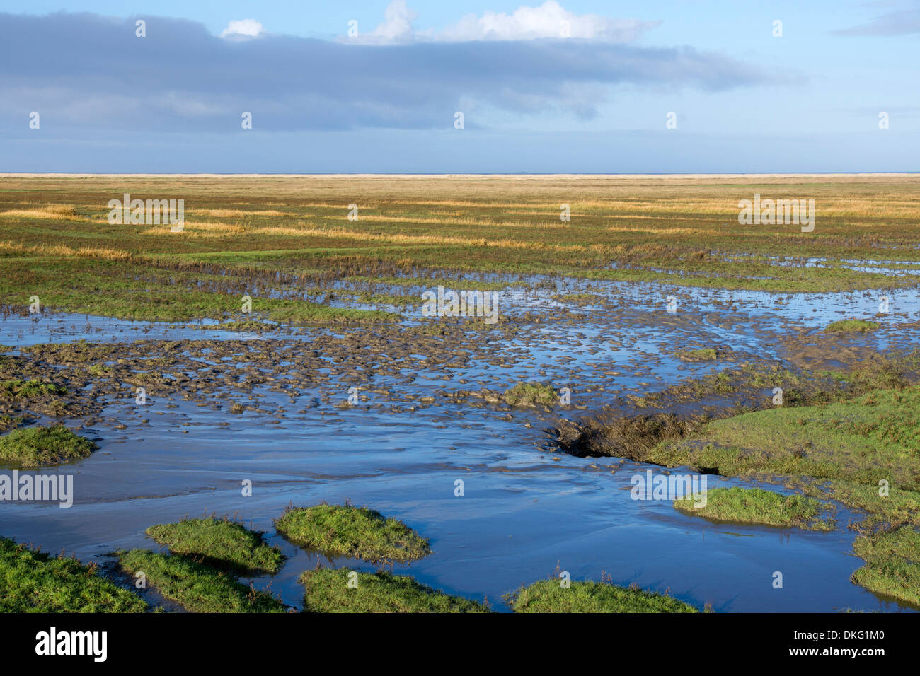 salt meadows on eiderstedt peninsula, schleswig-holstein, germany ...
