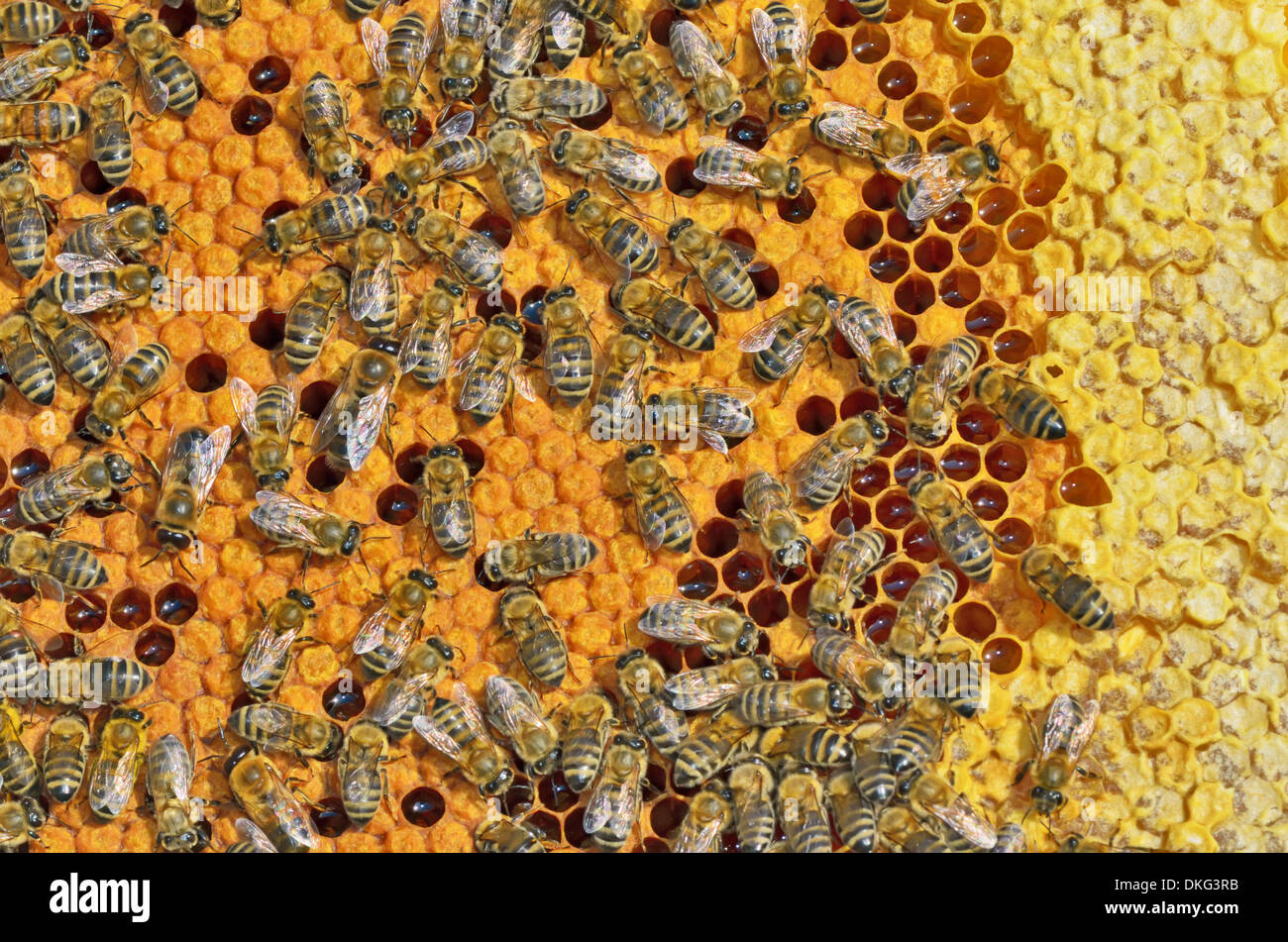 Wax Bee Swarm High Resolution Stock Photography and Images - Alamy