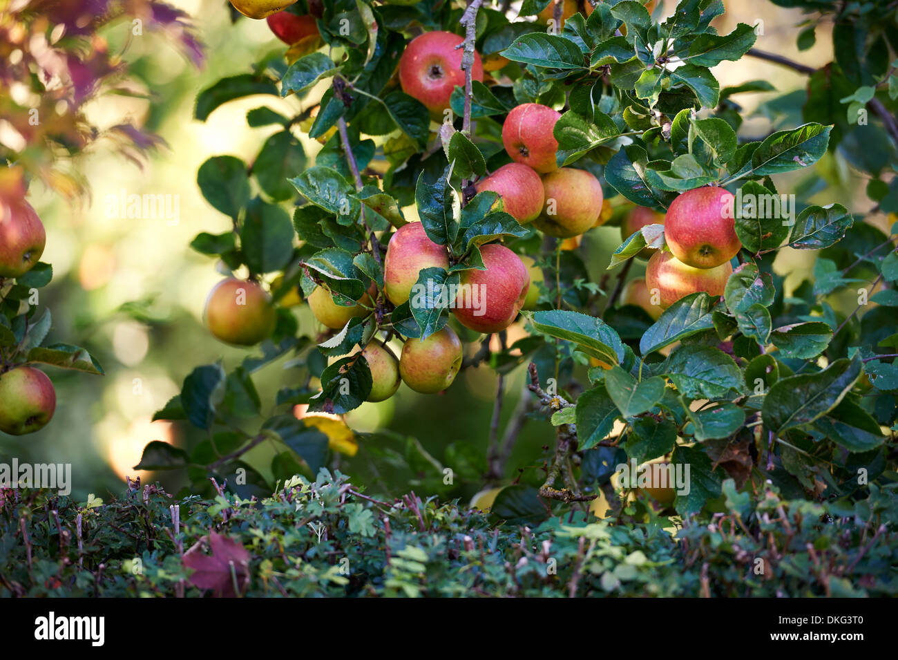 Eating apples tree hi-res stock photography and images - Alamy