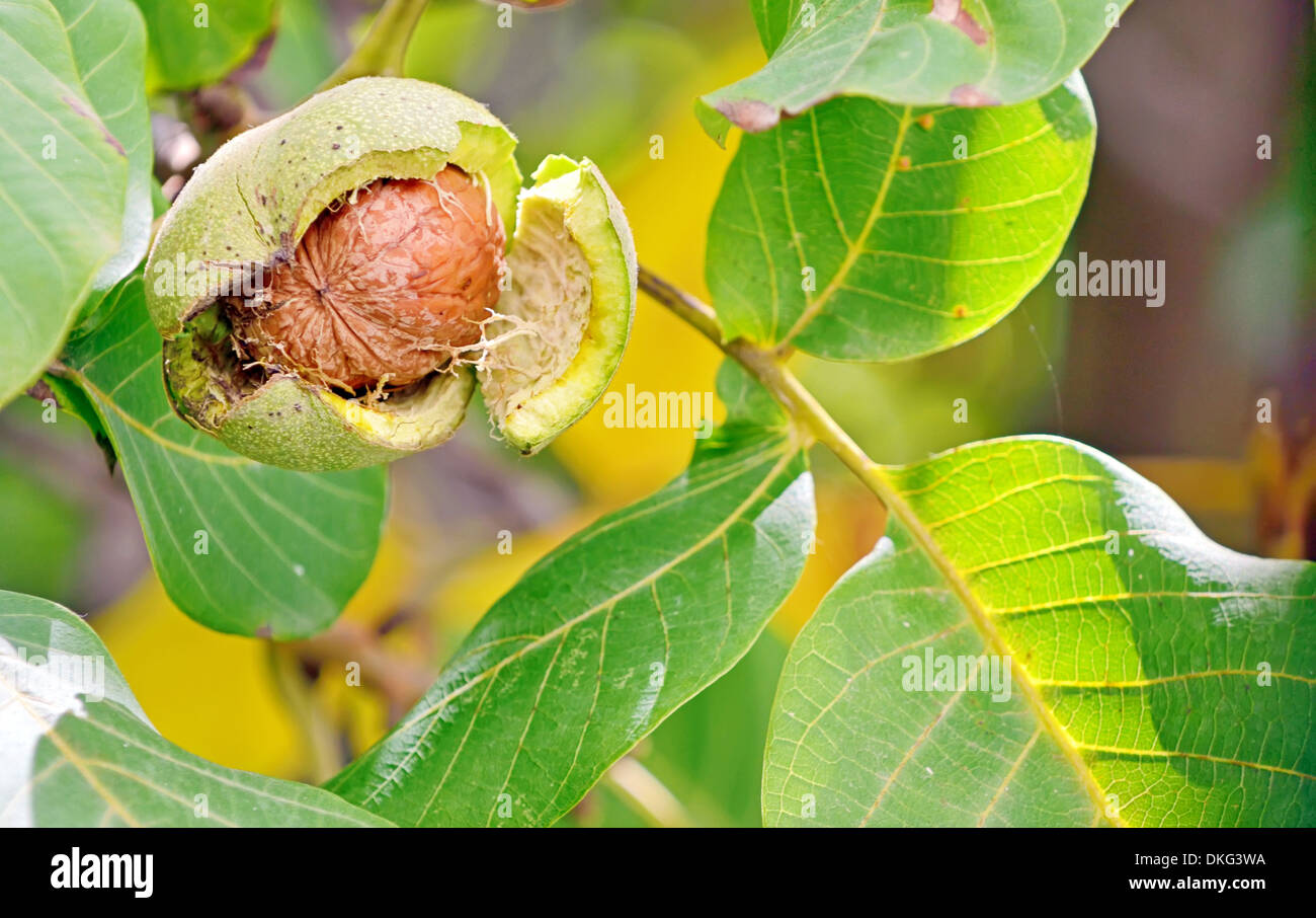 Walnut open shell in tree hi-res stock photography and images - Alamy