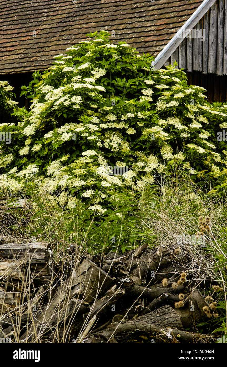 Unkempt Garden High Resolution Stock Photography and Images - Alamy