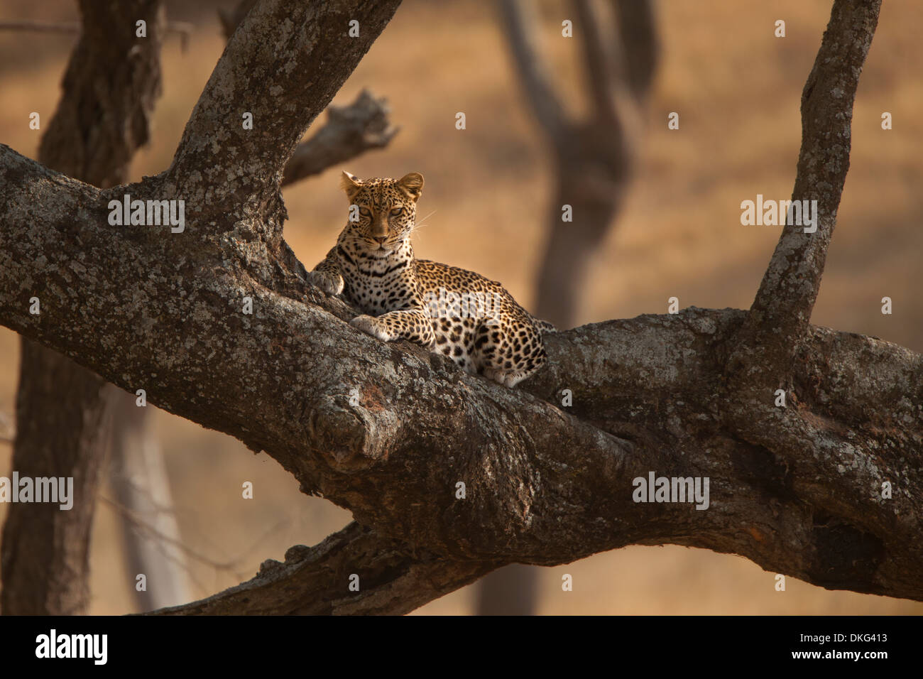 Leopard in Acacia Tree Stock Photo - Alamy