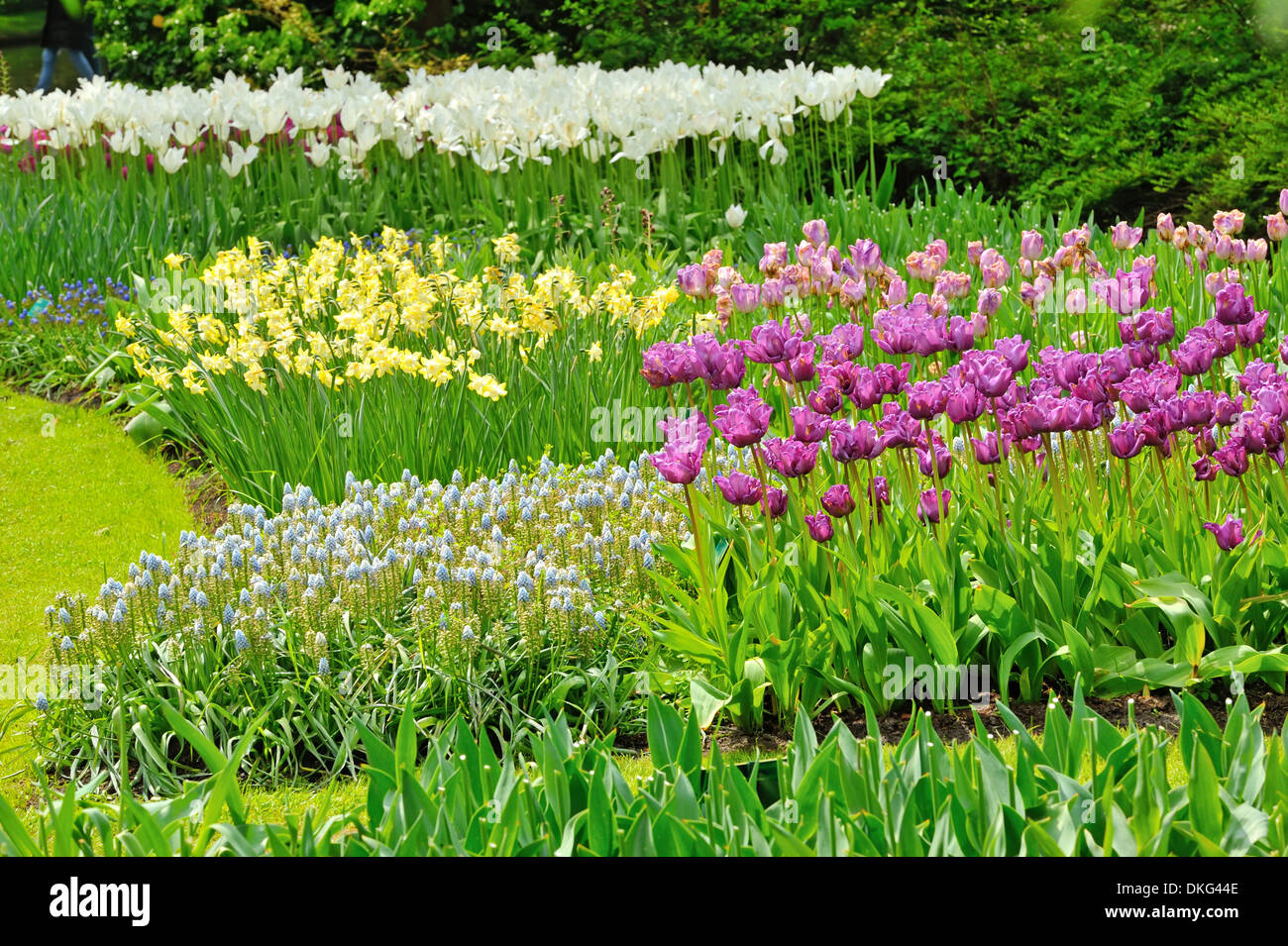 Field tulips in bloom hi-res stock photography and images - Alamy