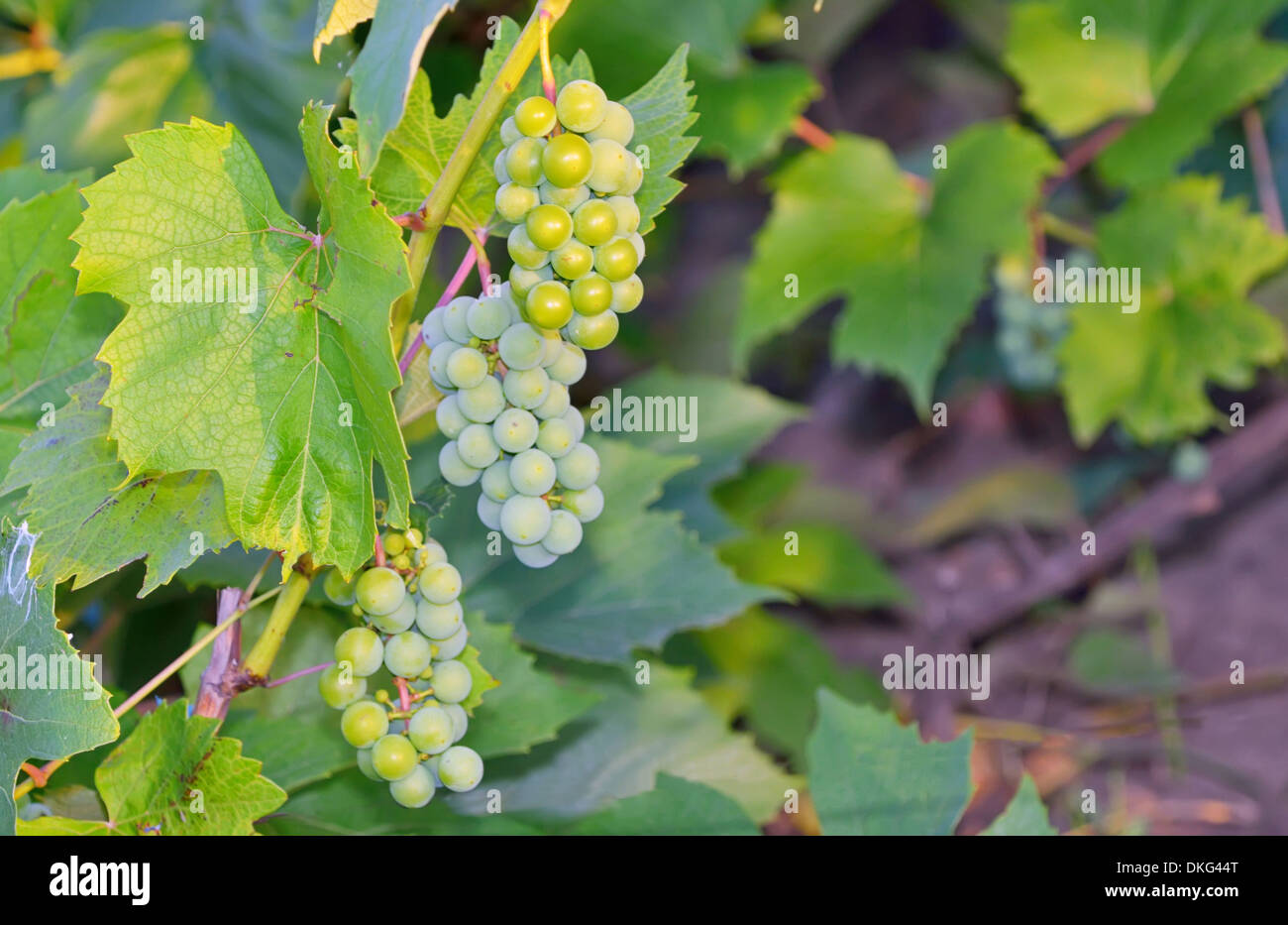 three bunch of grapes on the vine Stock Photo - Alamy