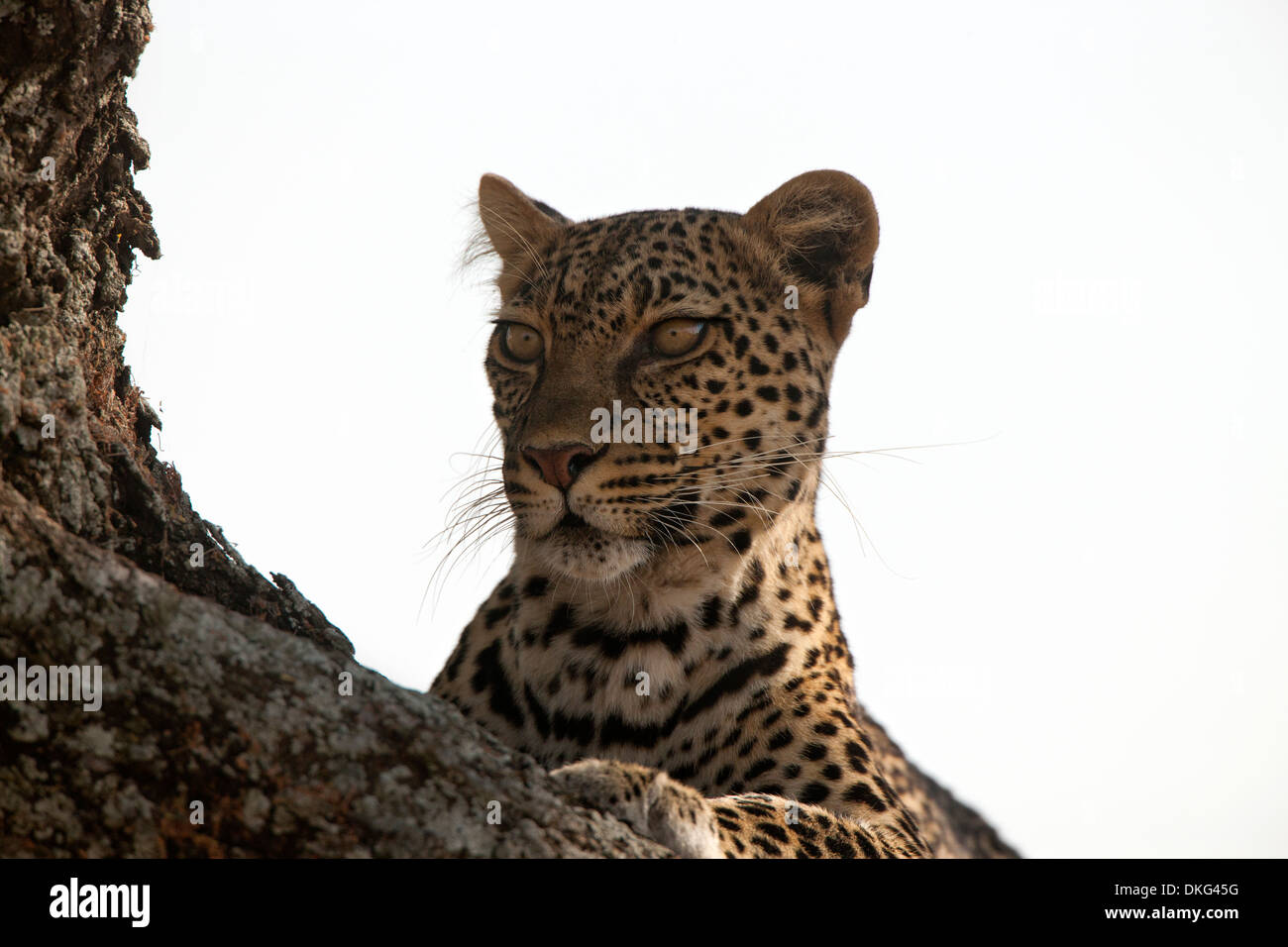 Leopard in Acacia Tree Stock Photo - Alamy