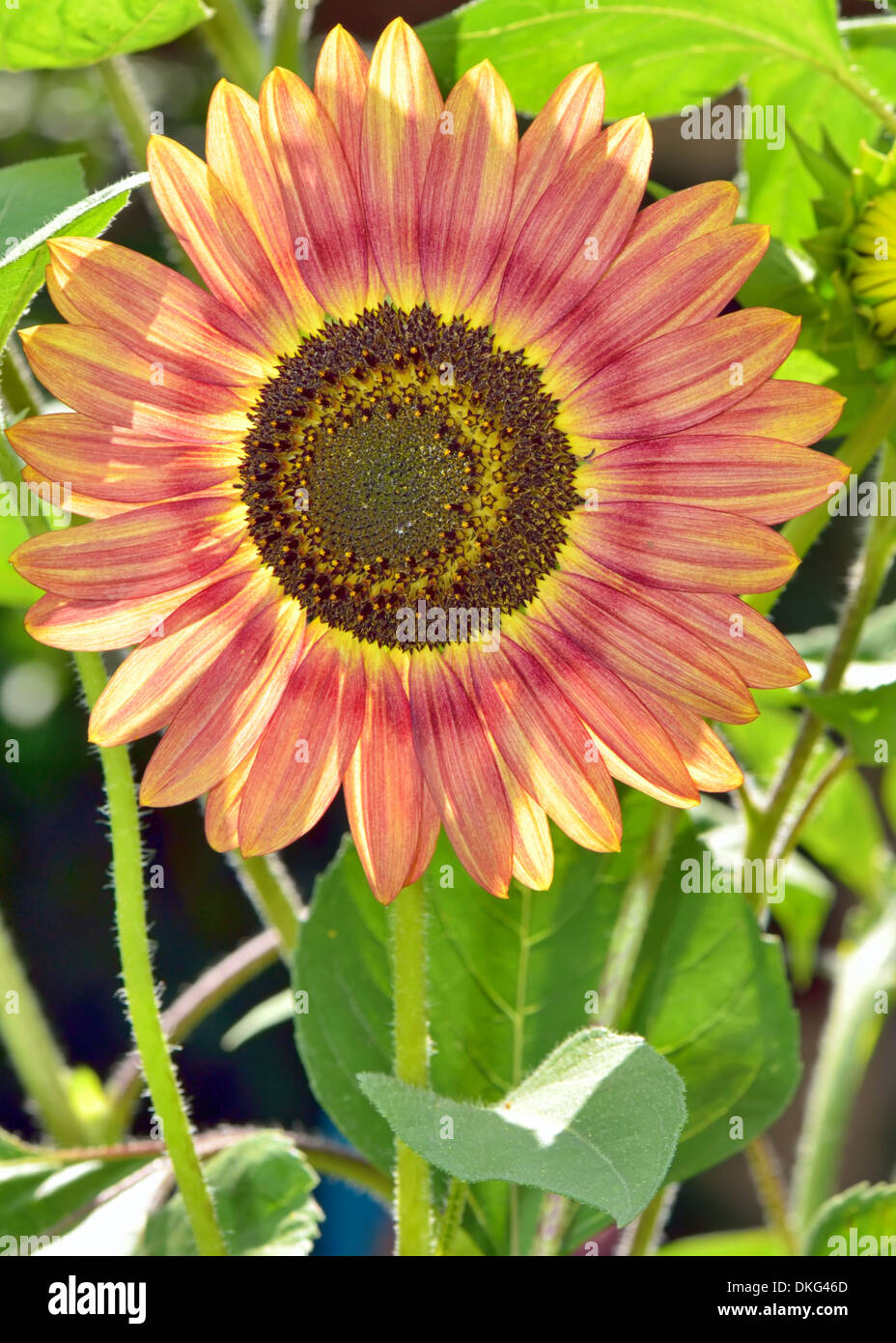 Sunflower isolation hi-res stock photography and images - Alamy