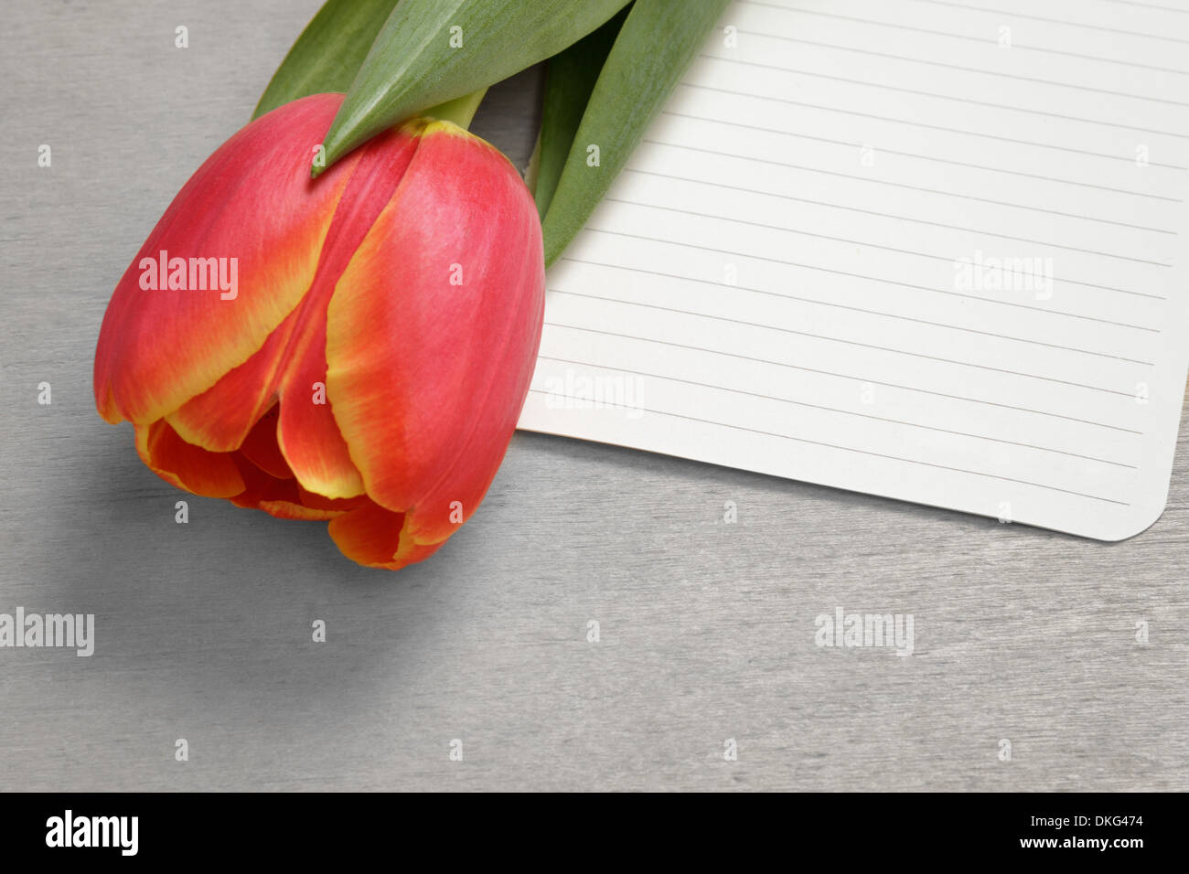 tulip with blank paper note with space for text Stock Photo - Alamy