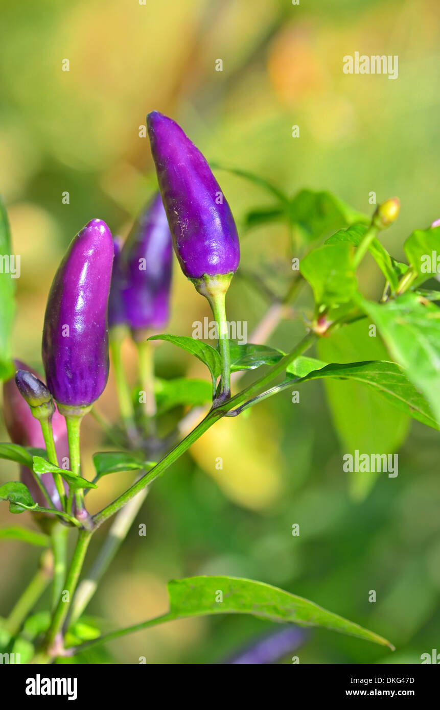 Purple bell pepper growing on vine in home garden Stock Photo - Alamy